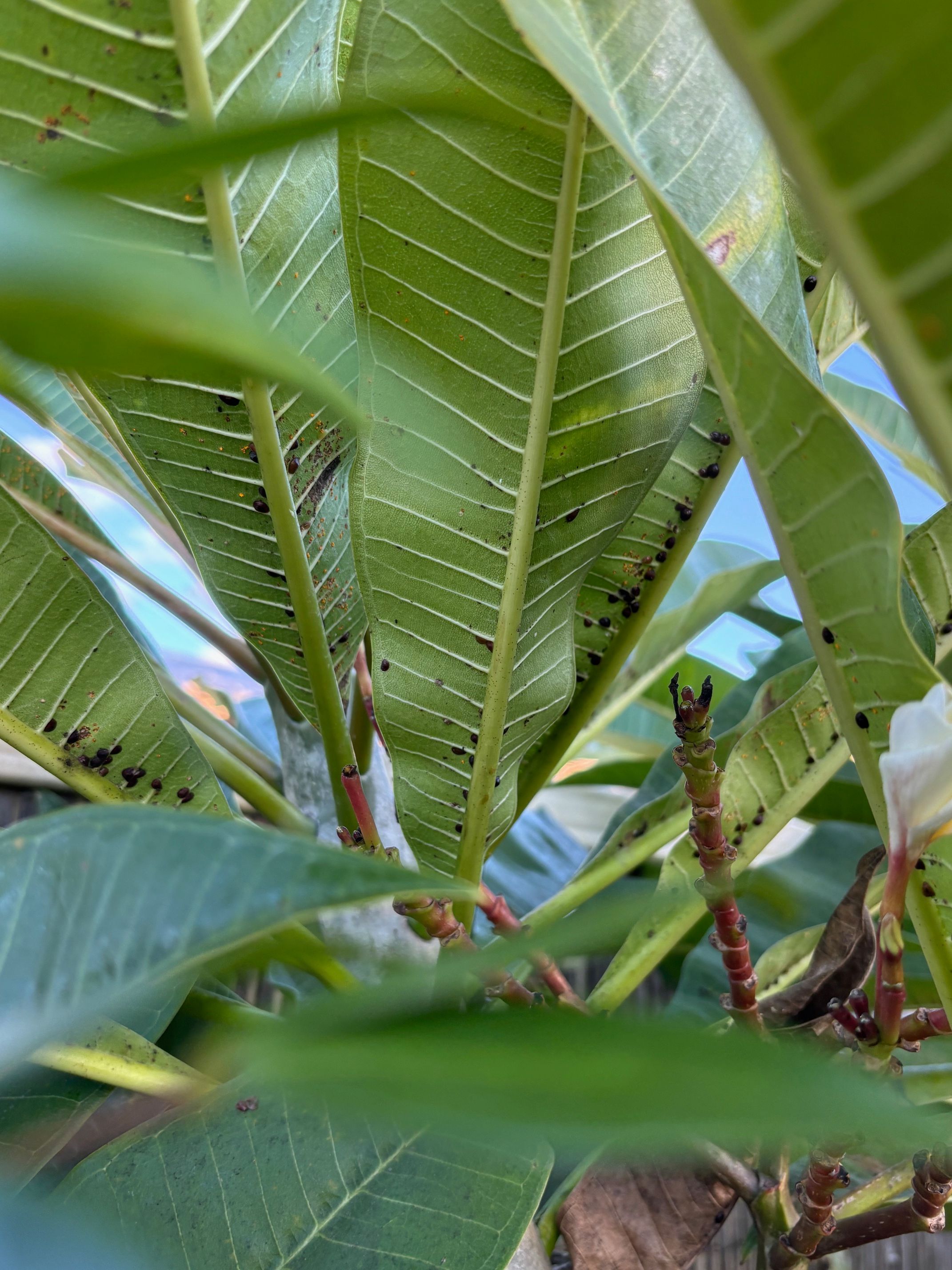 How to treat Frangipani with scale insec... | Bunnings Workshop community