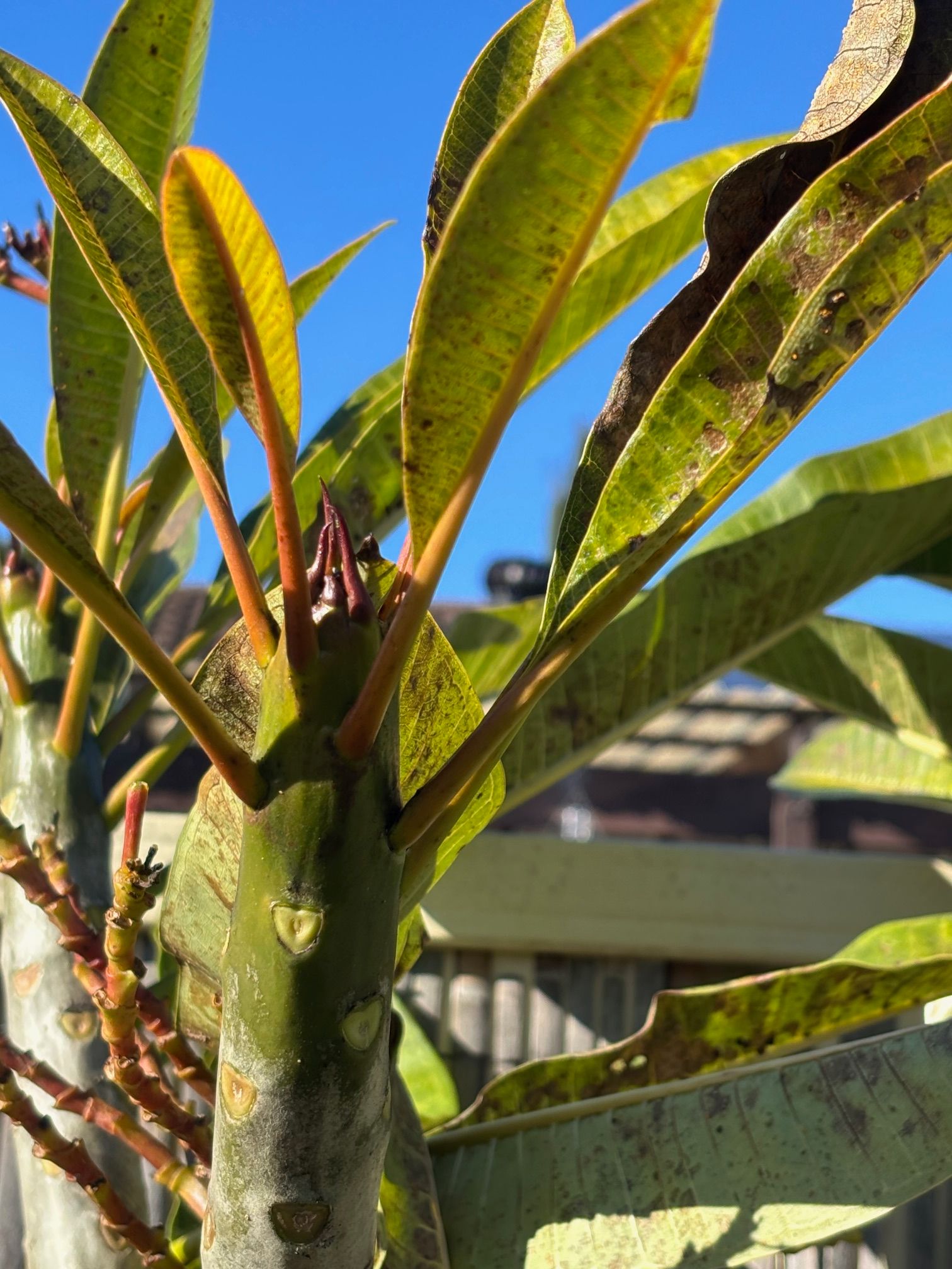 How to treat Frangipani with scale insec... | Bunnings Workshop community