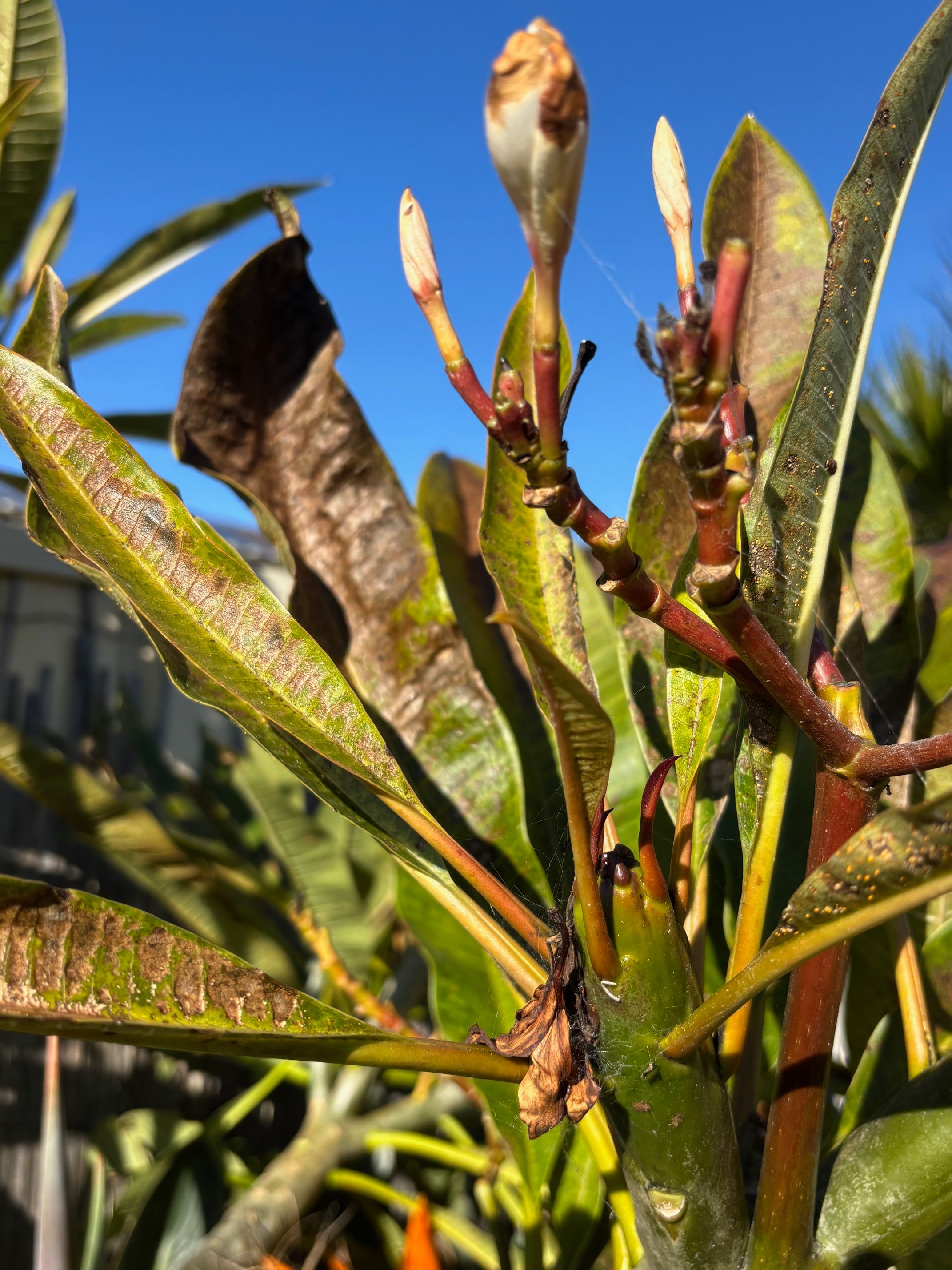 How to treat Frangipani with scale insec... | Bunnings Workshop community