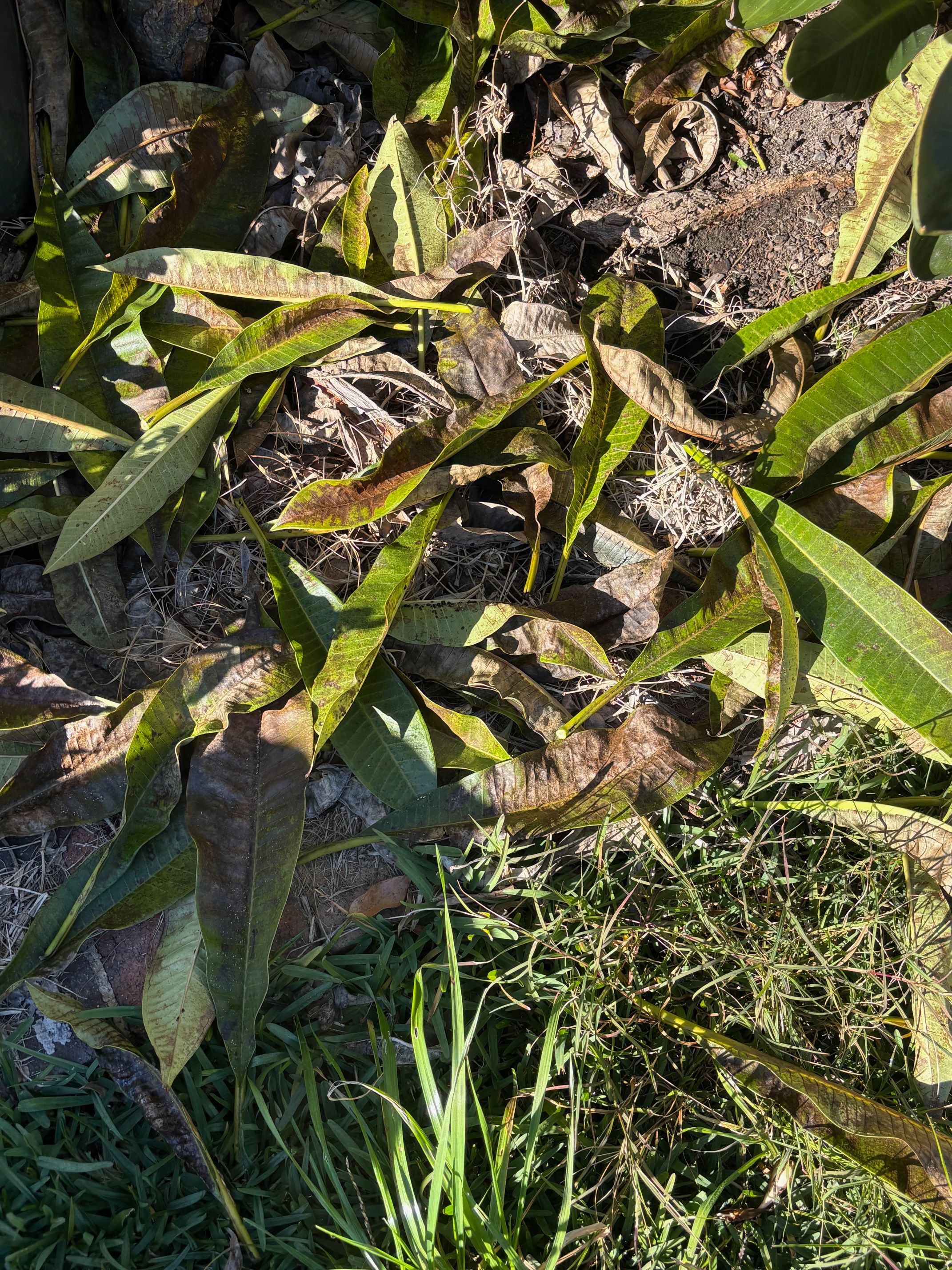 How to treat Frangipani with scale insec... | Bunnings Workshop community