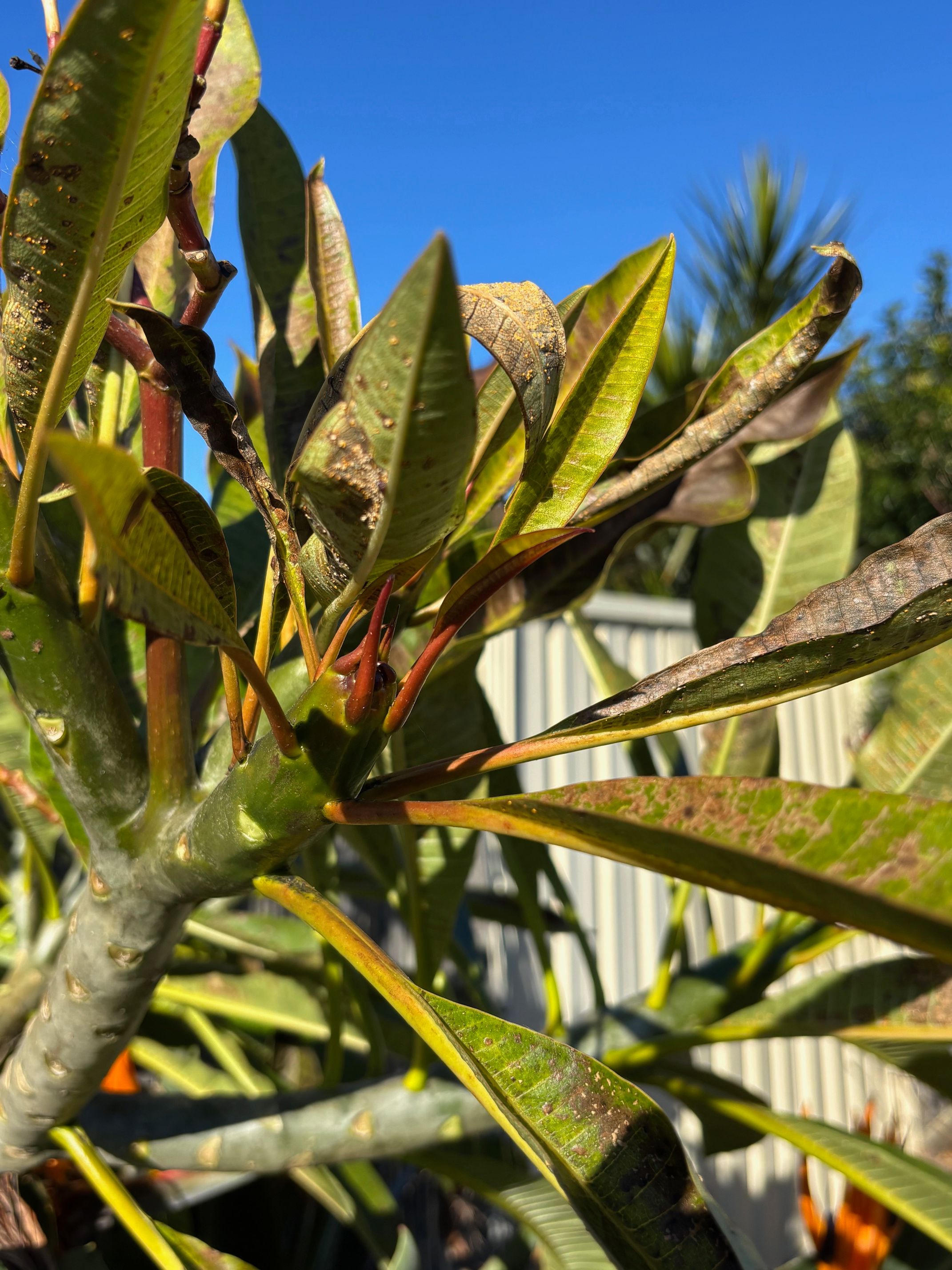 How to treat Frangipani with scale insec... | Bunnings Workshop community