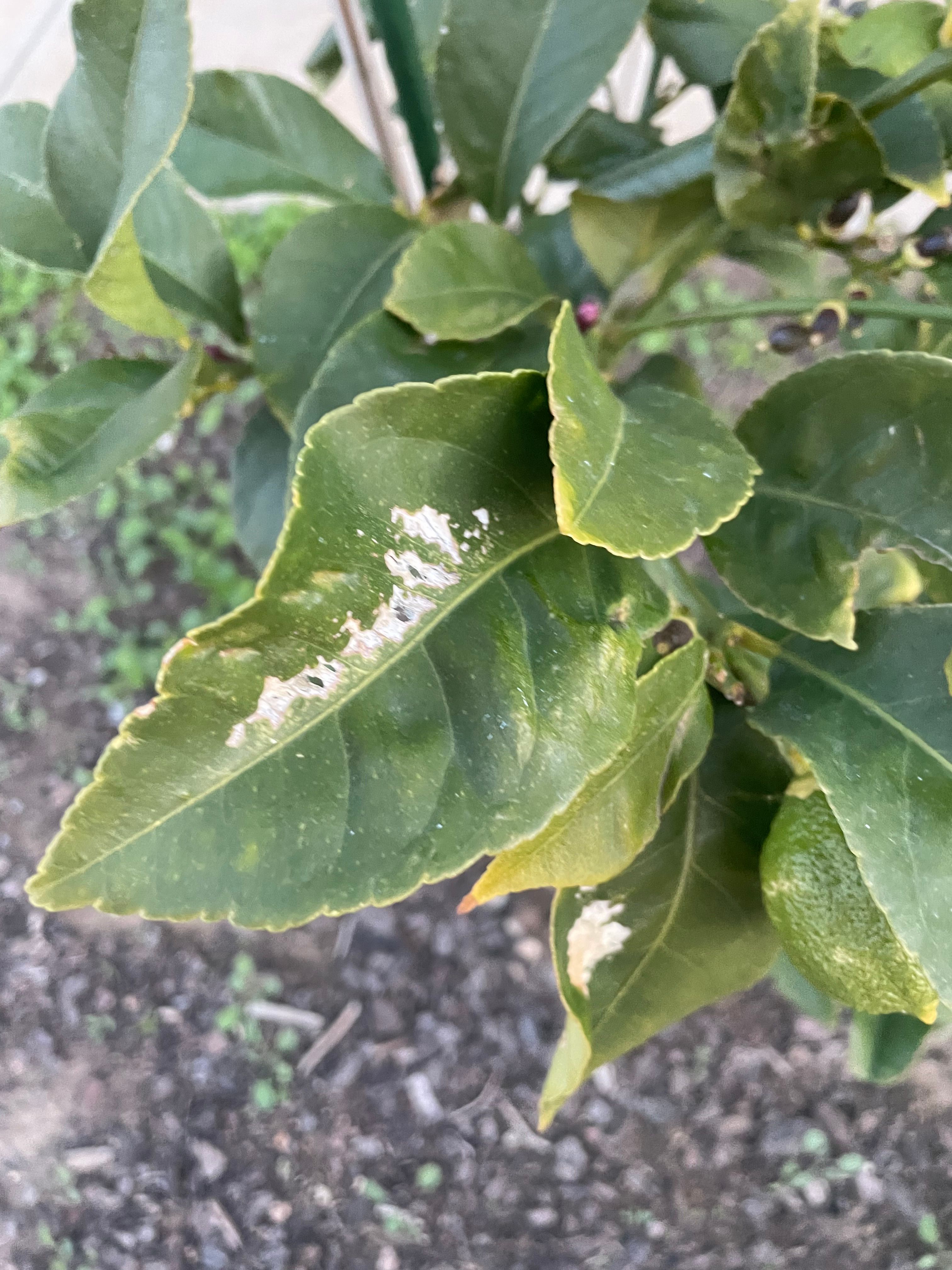How to treat lemon tree leaves curling? | Bunnings Workshop community