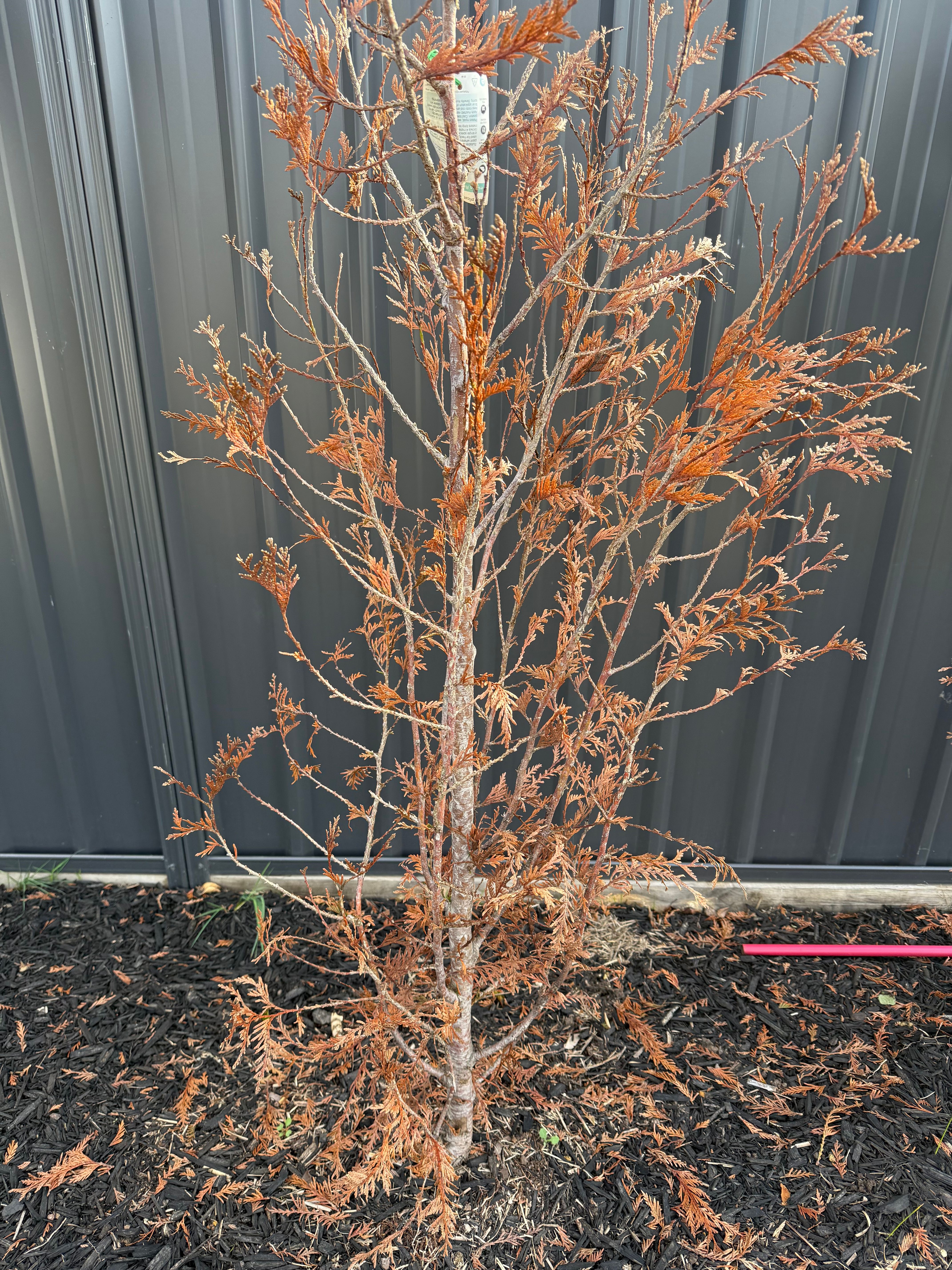 How to revive browning Cedar trees? | Bunnings Workshop community