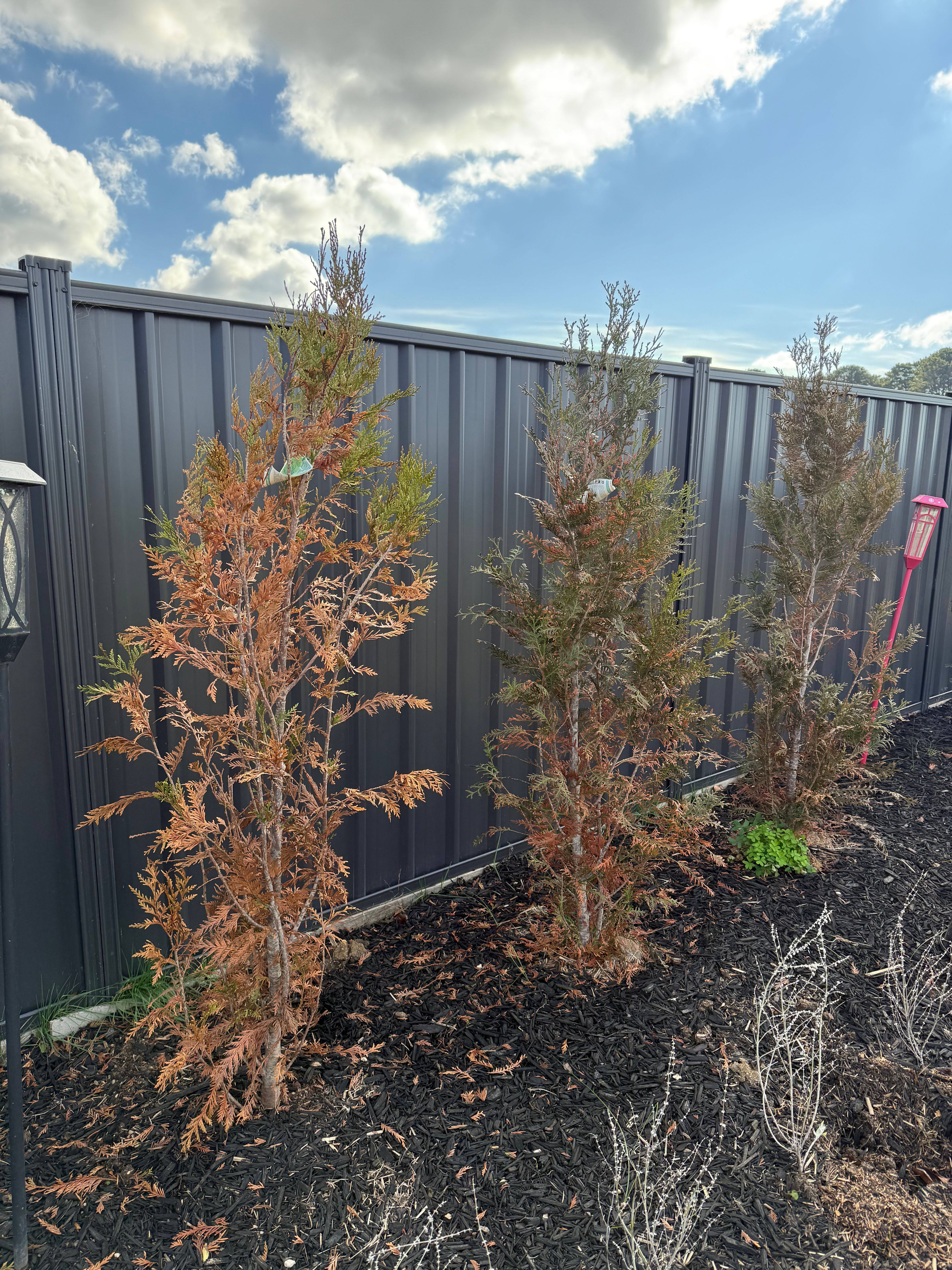 How to revive browning Cedar trees? | Bunnings Workshop community