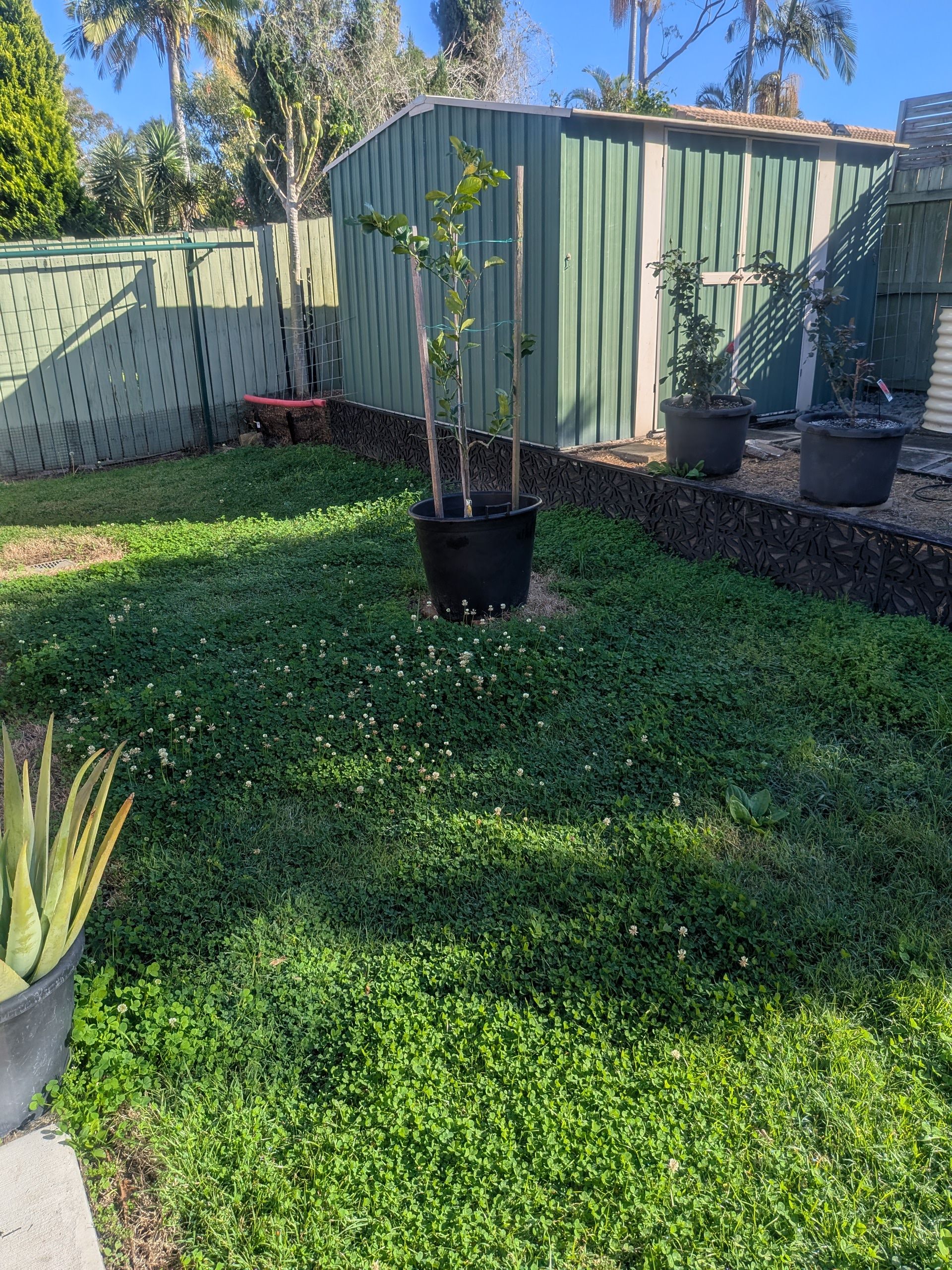 How to remove out of control clover? | Bunnings Workshop community