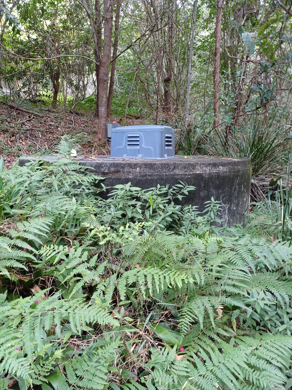 What hedges to hide septic tanks? | Bunnings Workshop community