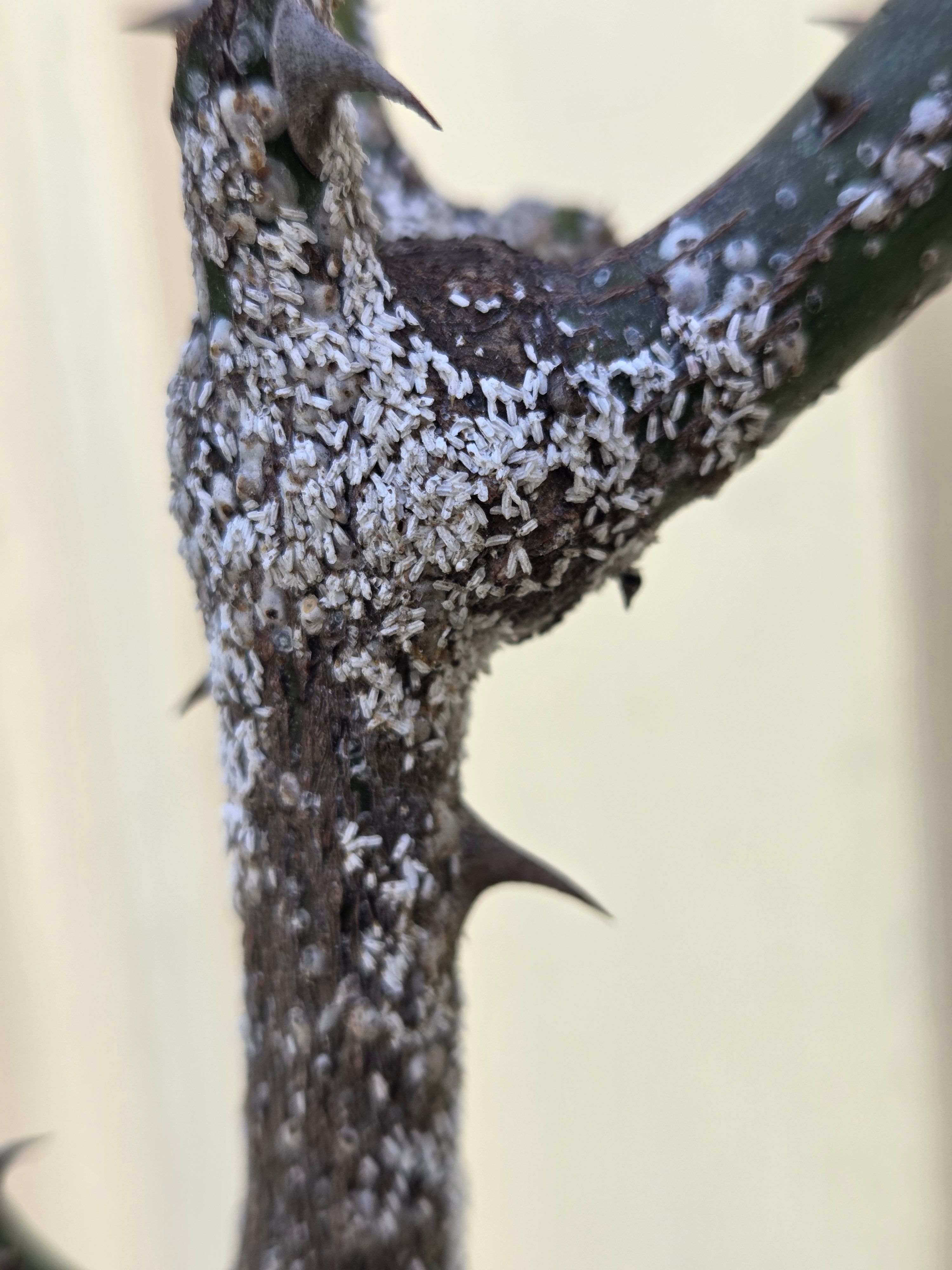 How to treat scale on rose? | Bunnings Workshop community