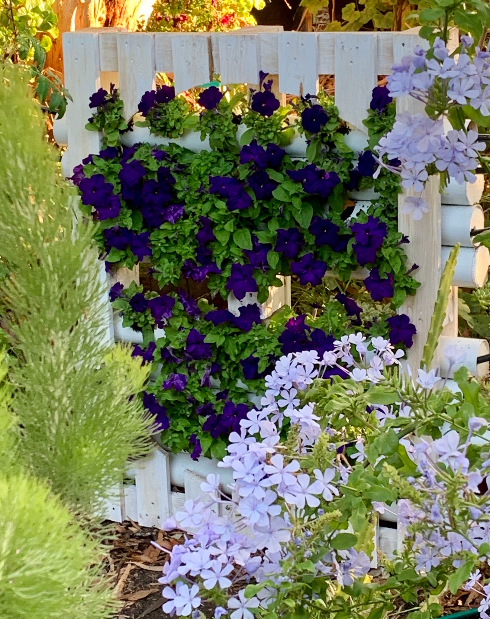 Petunia display using a pallet | Bunnings Workshop community