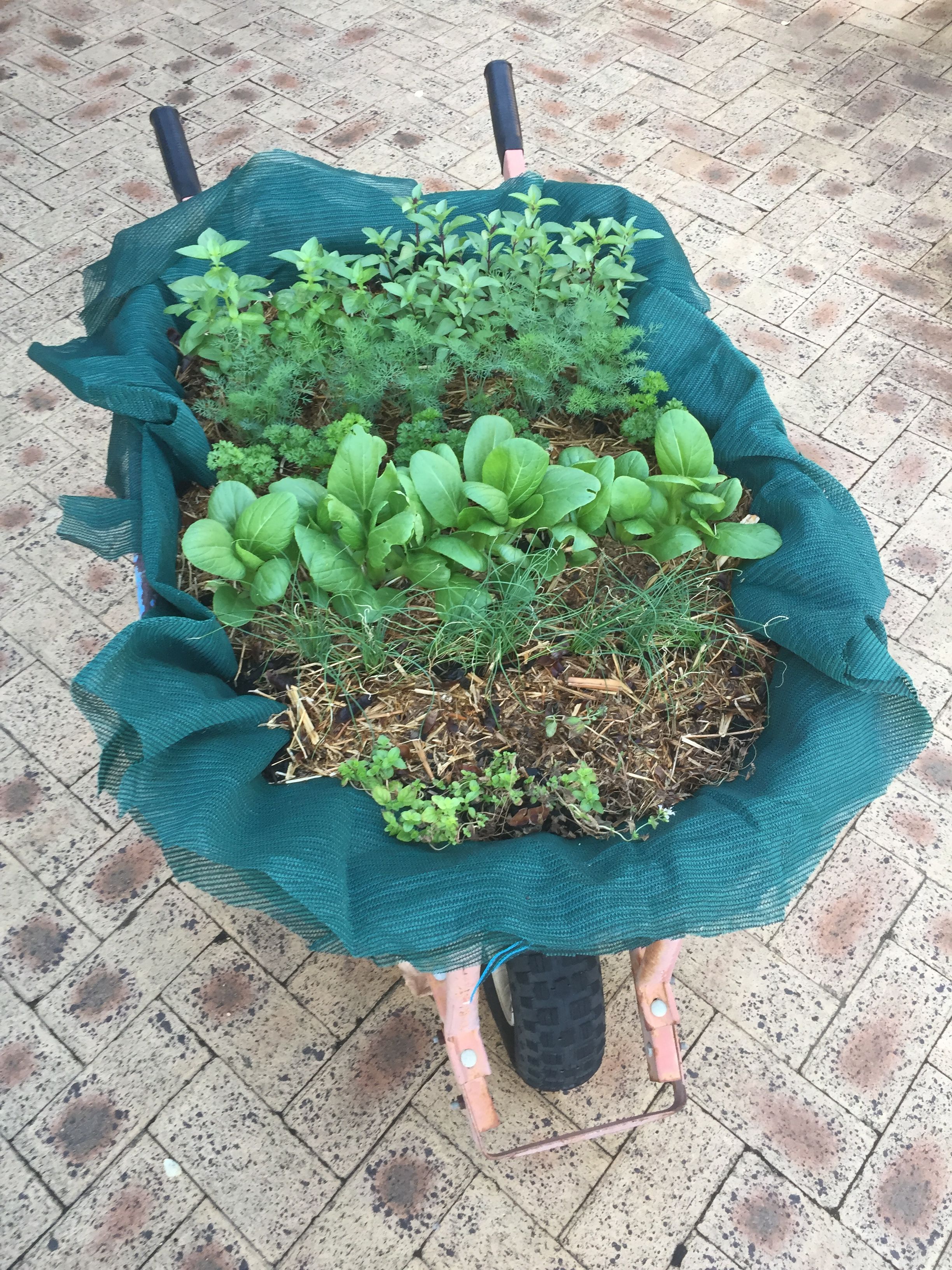 How to grow herbs in an old wheelbarrow | Bunnings Workshop community