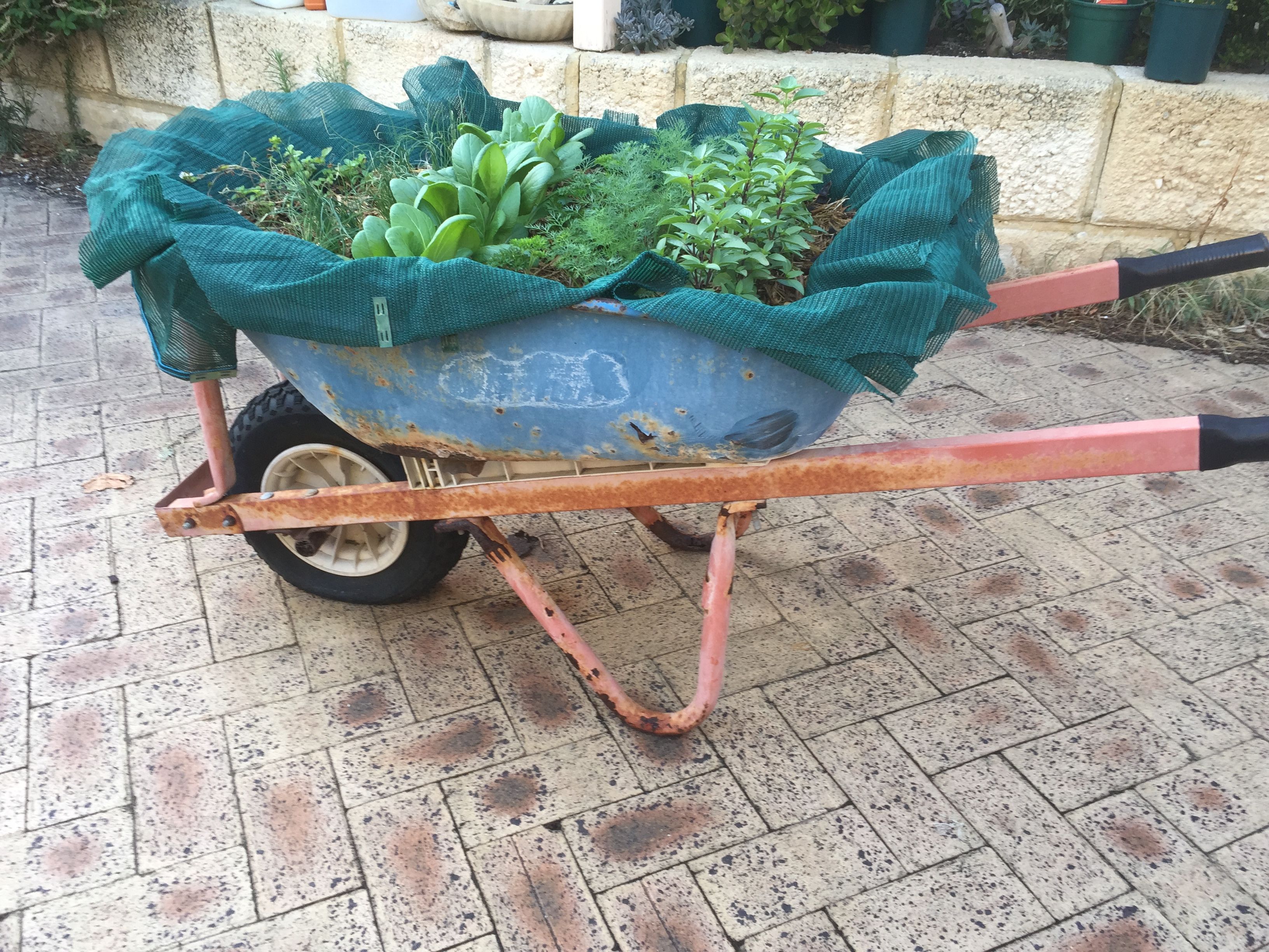 How to grow herbs in an old wheelbarrow | Bunnings Workshop community