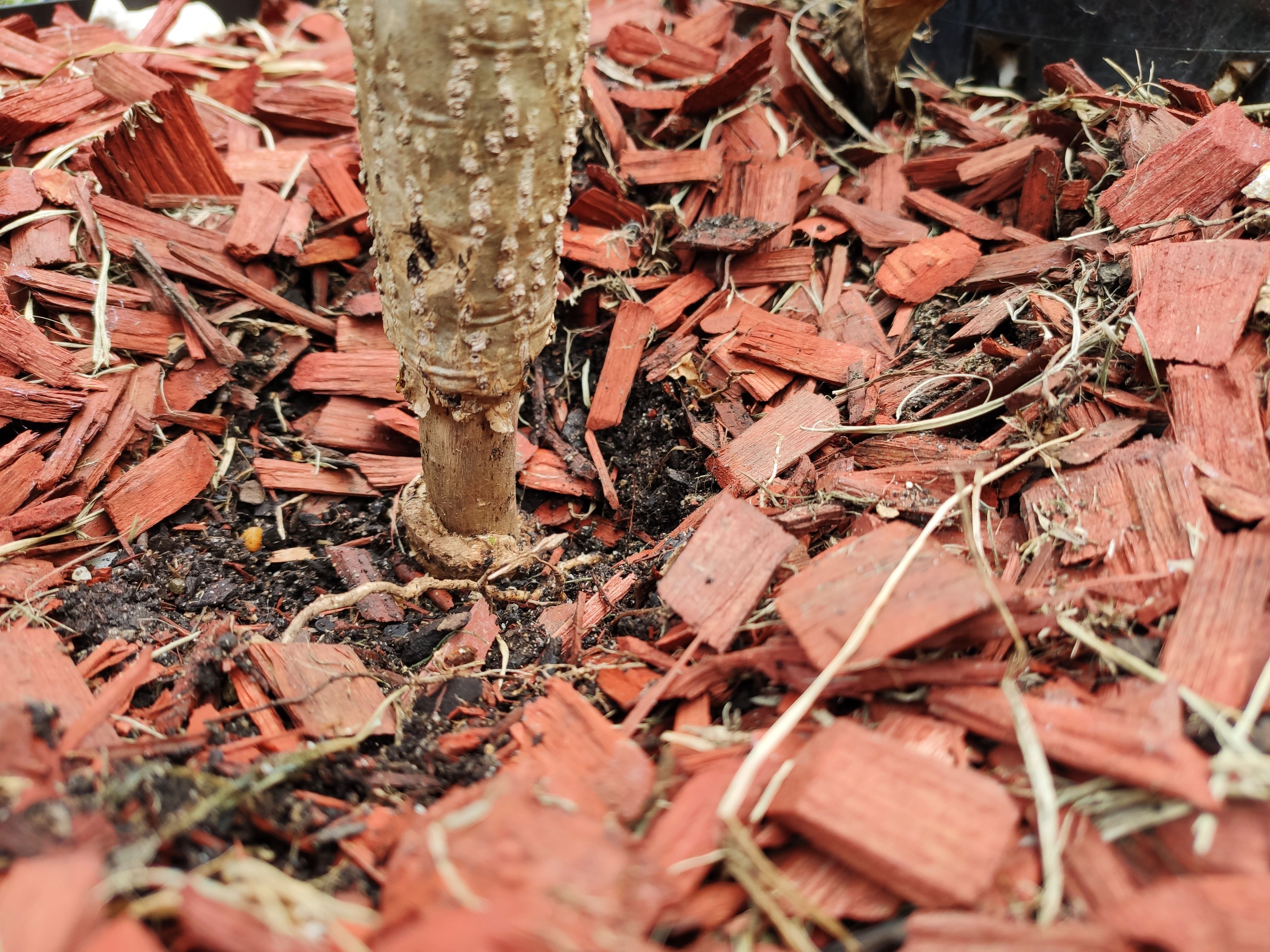 Frangipani losing bark | Bunnings Workshop community