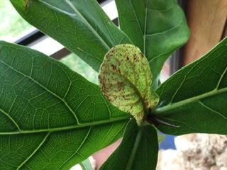 Red spider mite on fiddle-leaf fig | Bunnings Workshop community