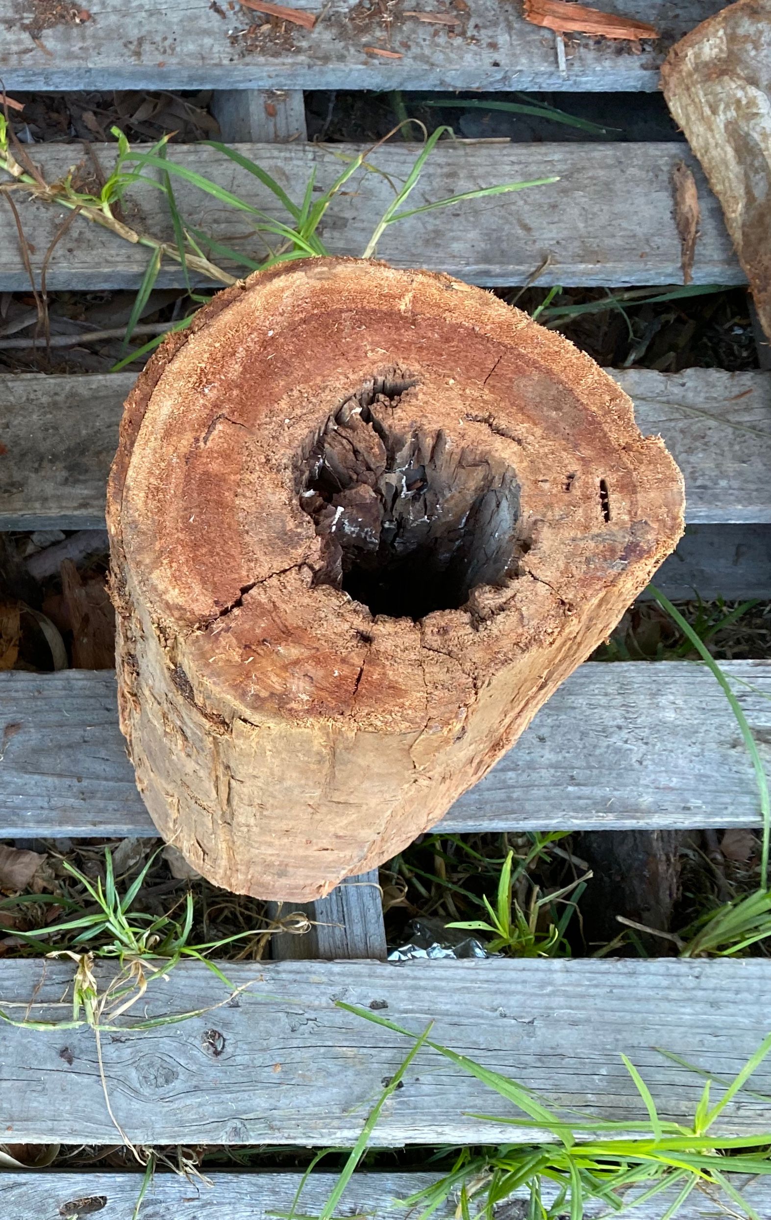 how to cover the base of a hollowed log | Bunnings Workshop community