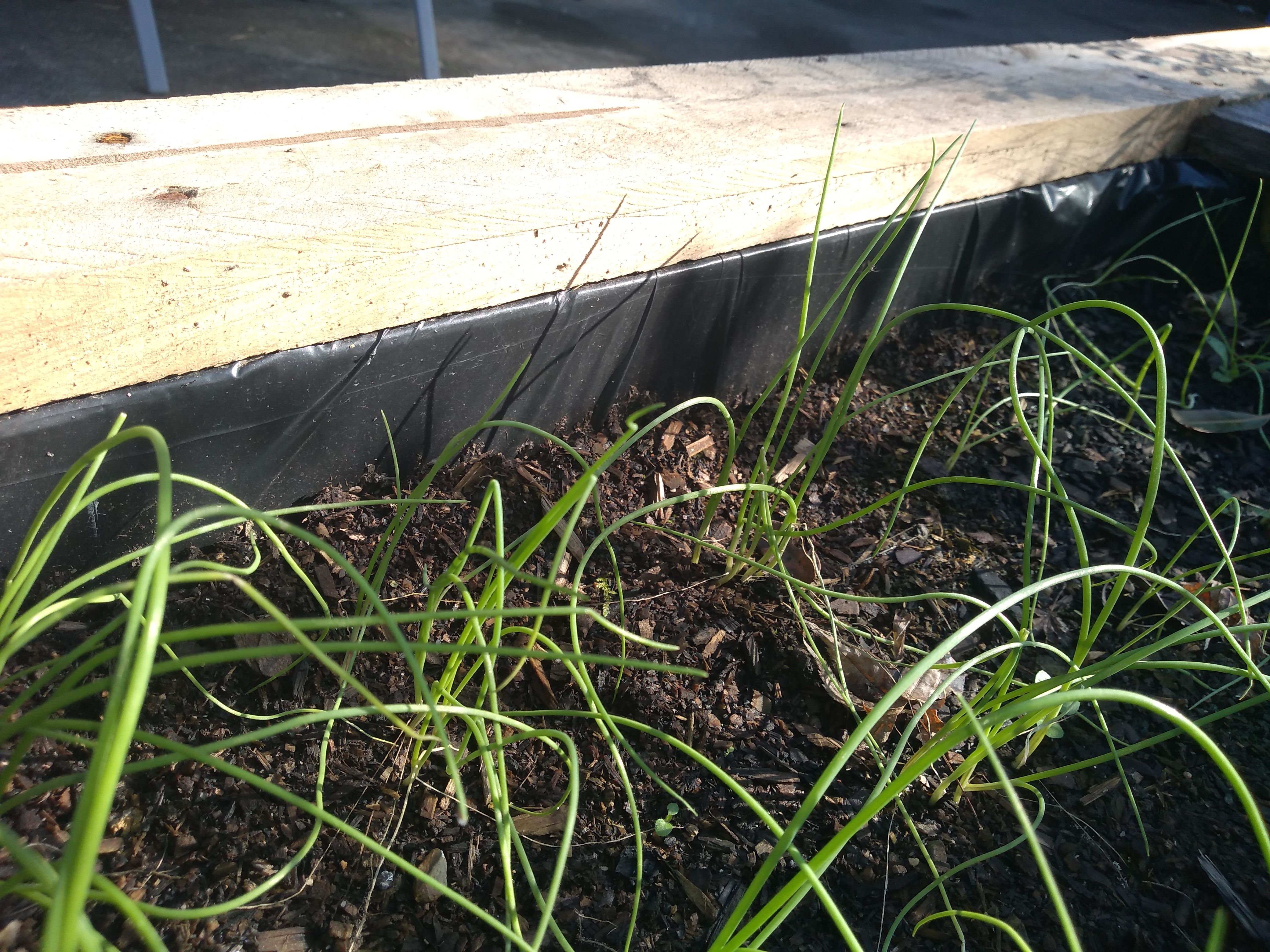 Can I use untreated pallet wood for buil... | Bunnings Workshop community