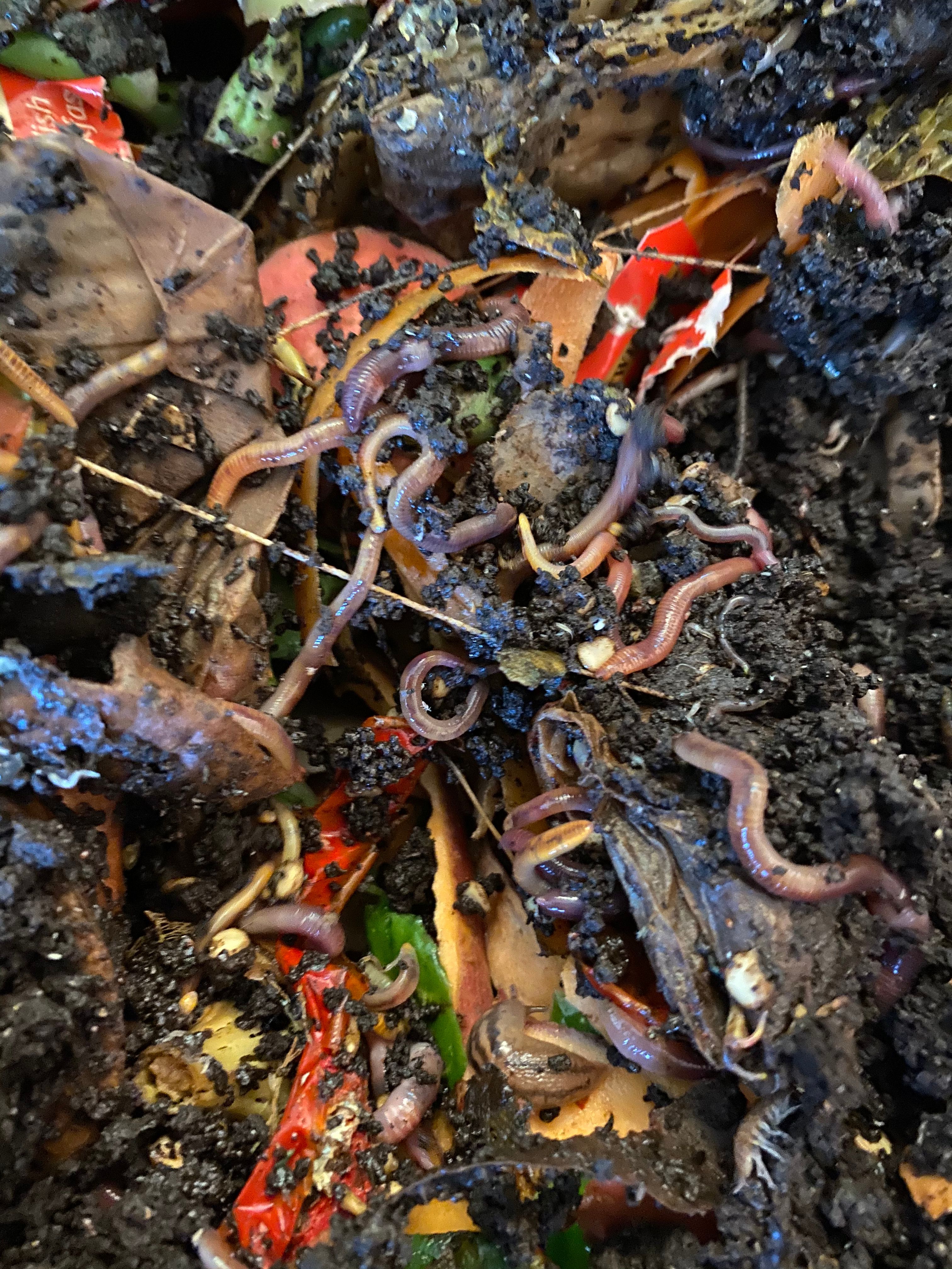 How To Care For Your Composting Worms Bunnings Workshop Community