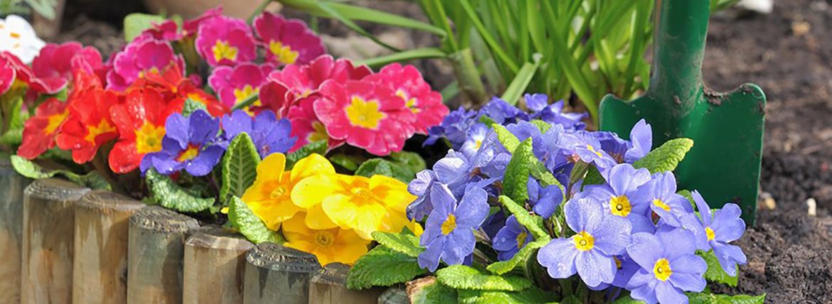 Spring gardening tips | Bunnings Workshop community