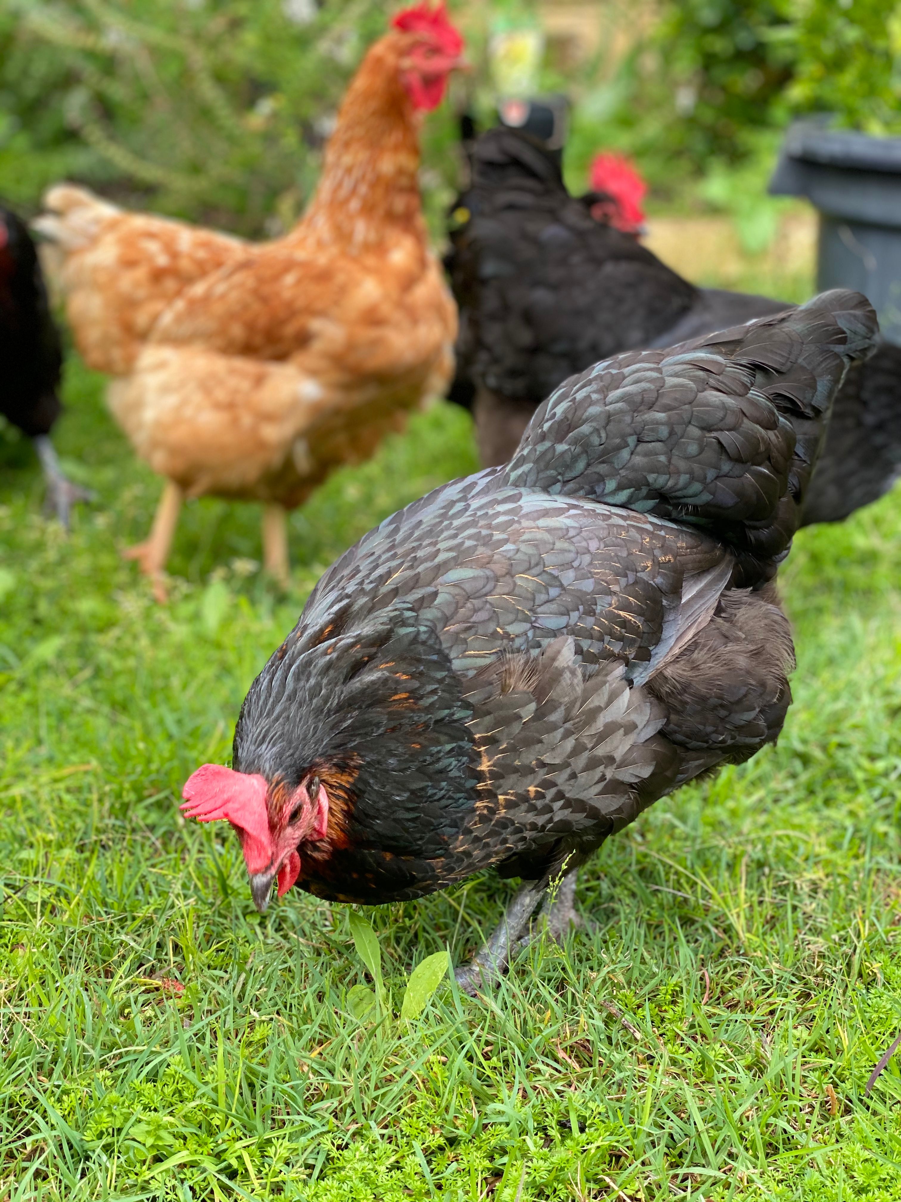 Coop life - backyard chickens | Bunnings Workshop community