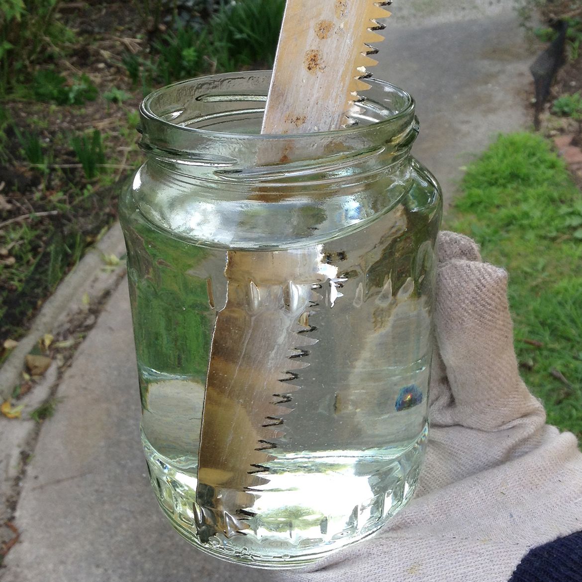 How to prune citrus trees | Bunnings Workshop community