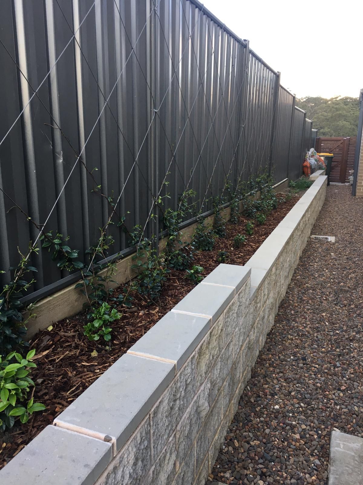 Climbers to dress up Colorbond fence - Page 4 | Bunnings Workshop community