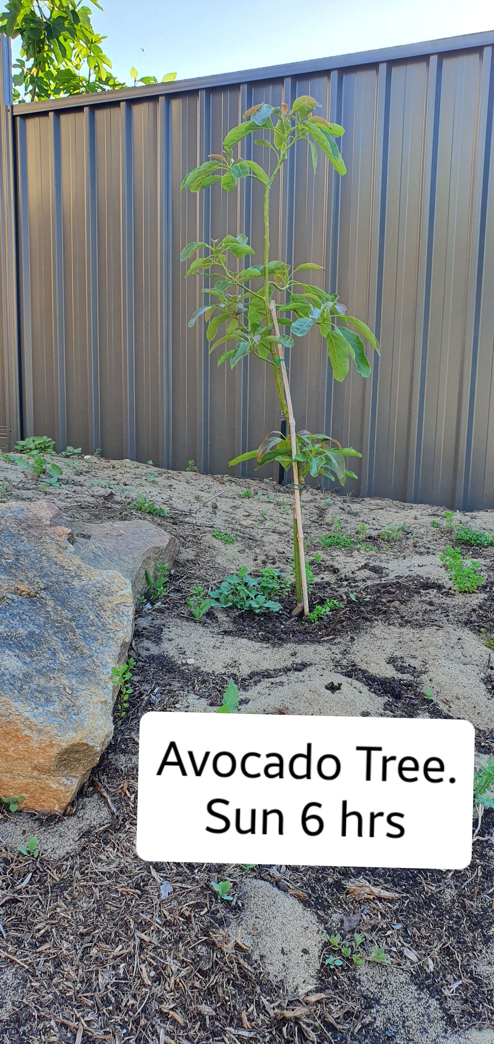 How to maintain my sandy garden | Bunnings Workshop community