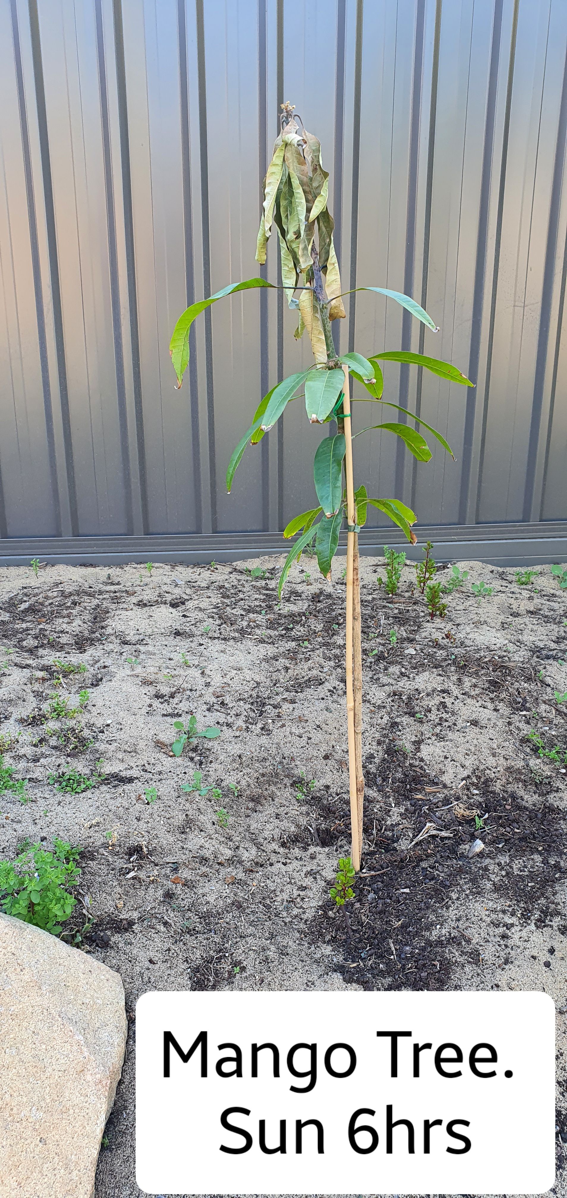 How to maintain my sandy garden | Bunnings Workshop community