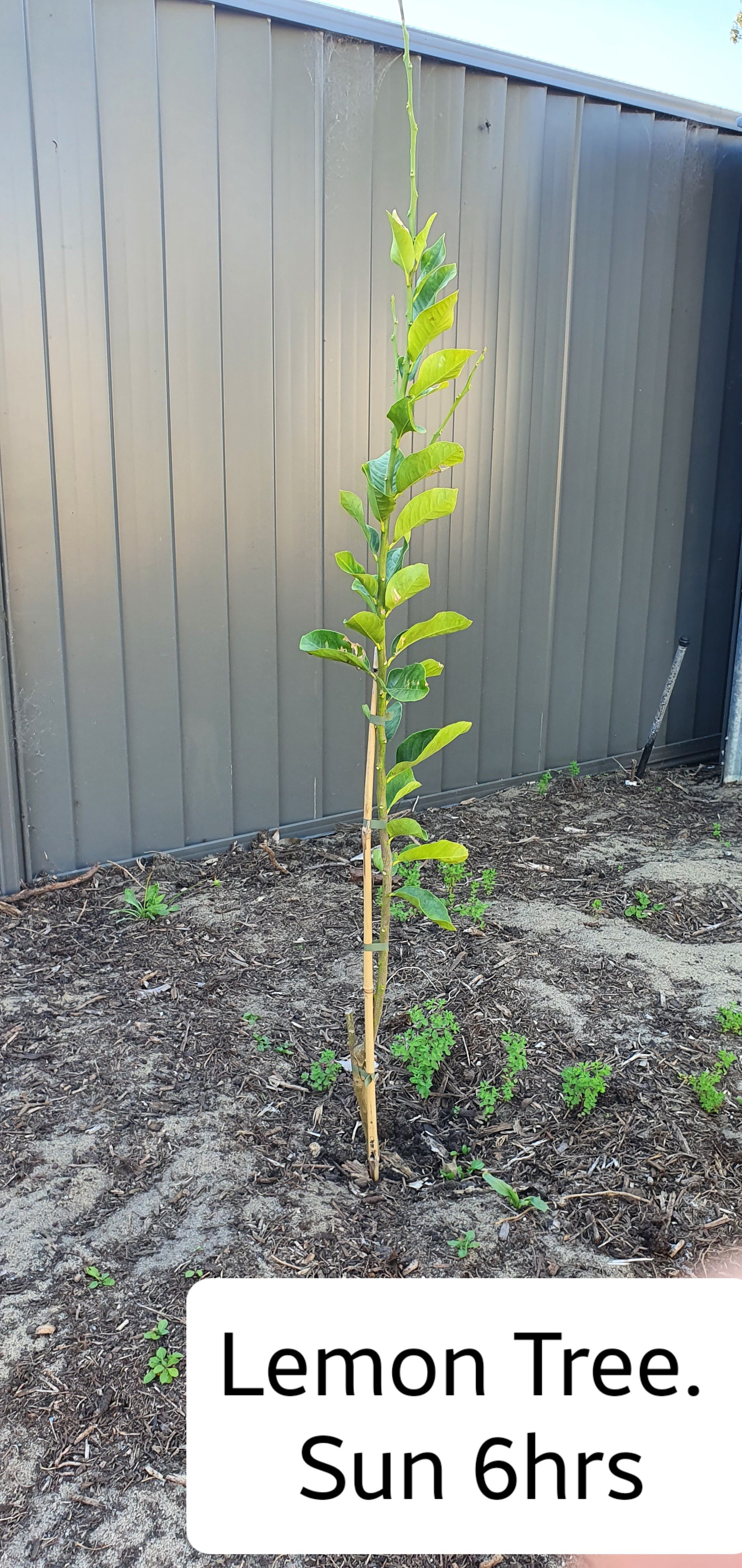 How to maintain my sandy garden | Bunnings Workshop community