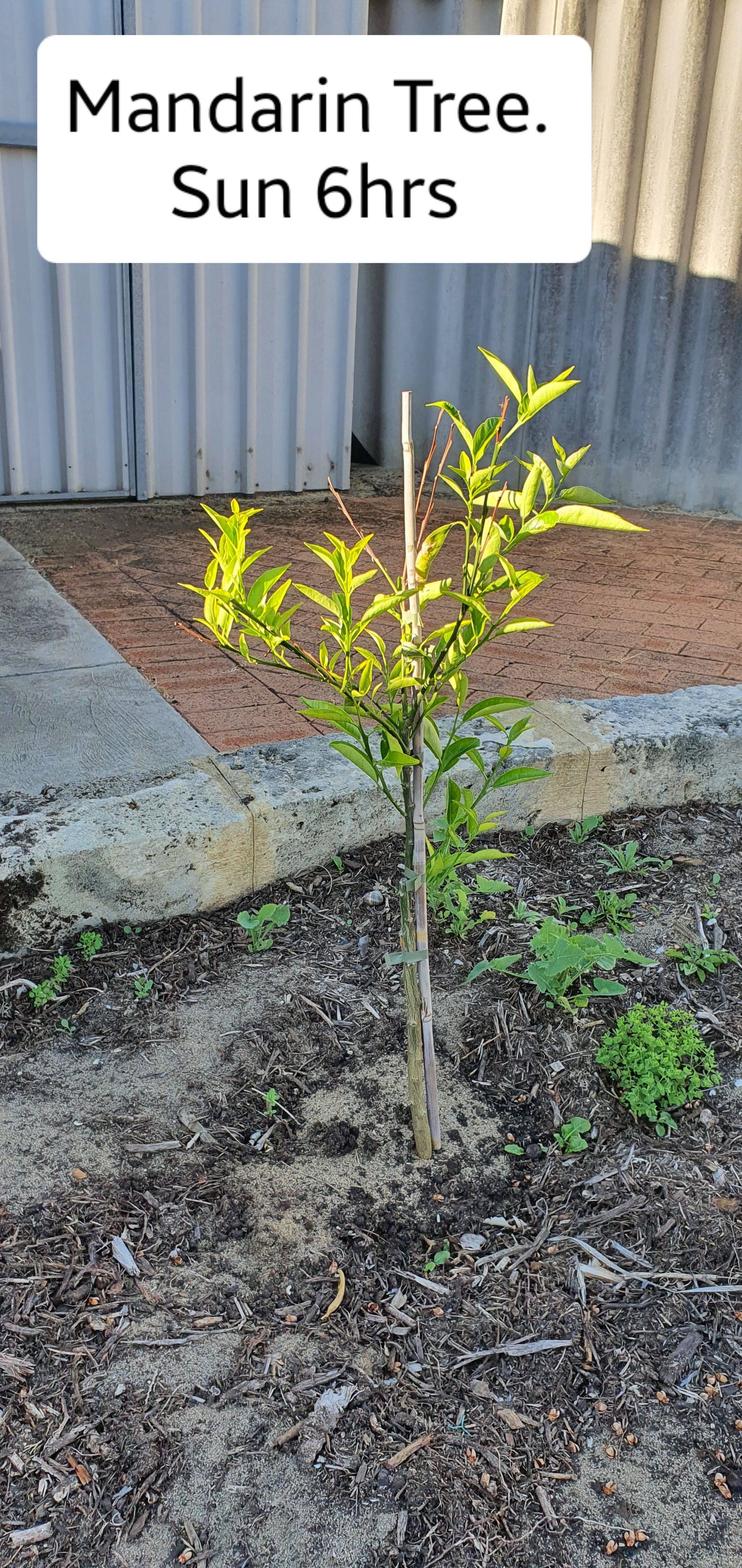 How to maintain my sandy garden | Bunnings Workshop community