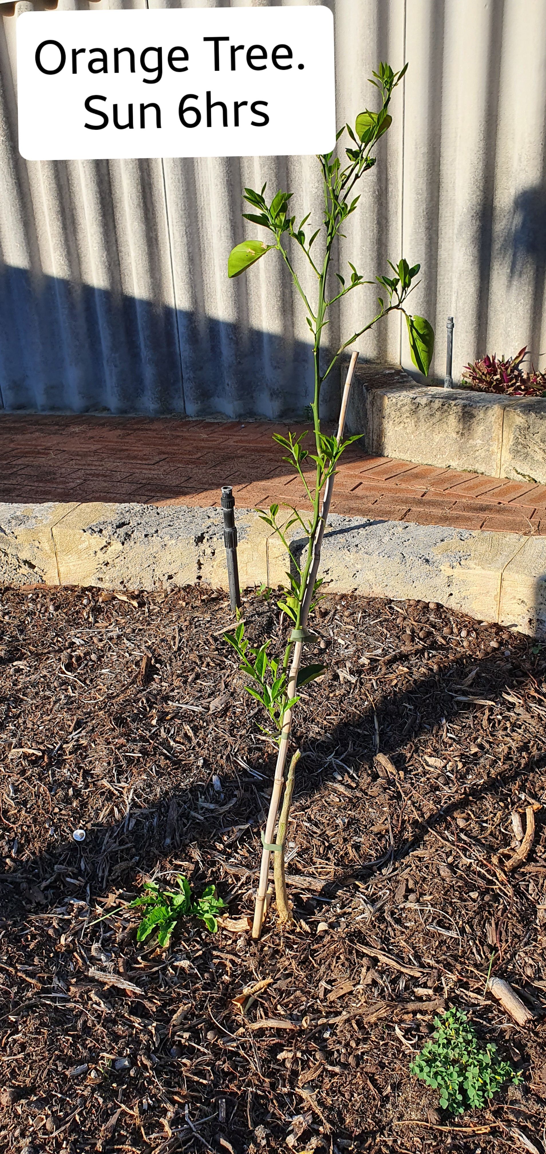 How to maintain my sandy garden | Bunnings Workshop community