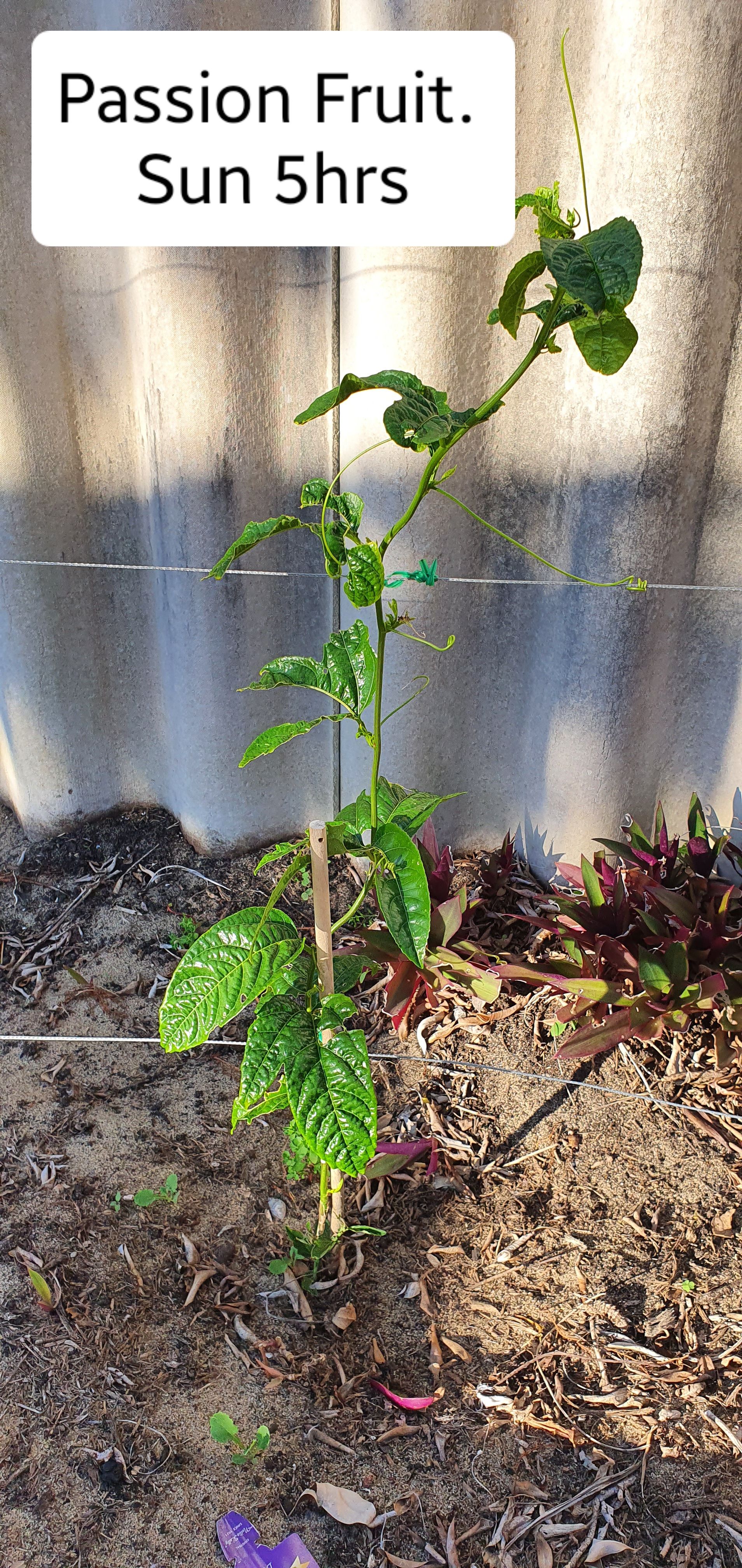 How to maintain my sandy garden | Bunnings Workshop community