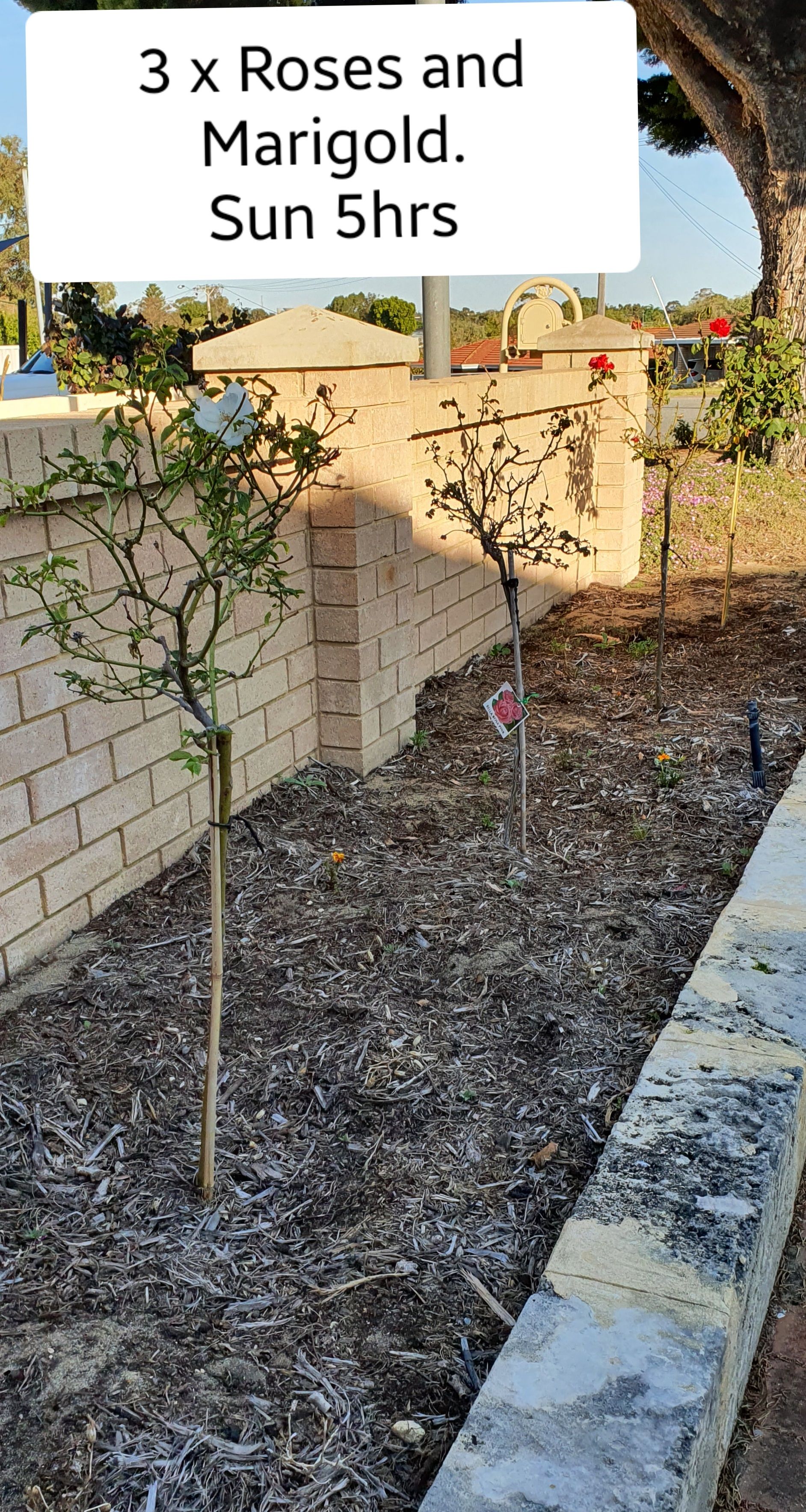 How to maintain my sandy garden | Bunnings Workshop community
