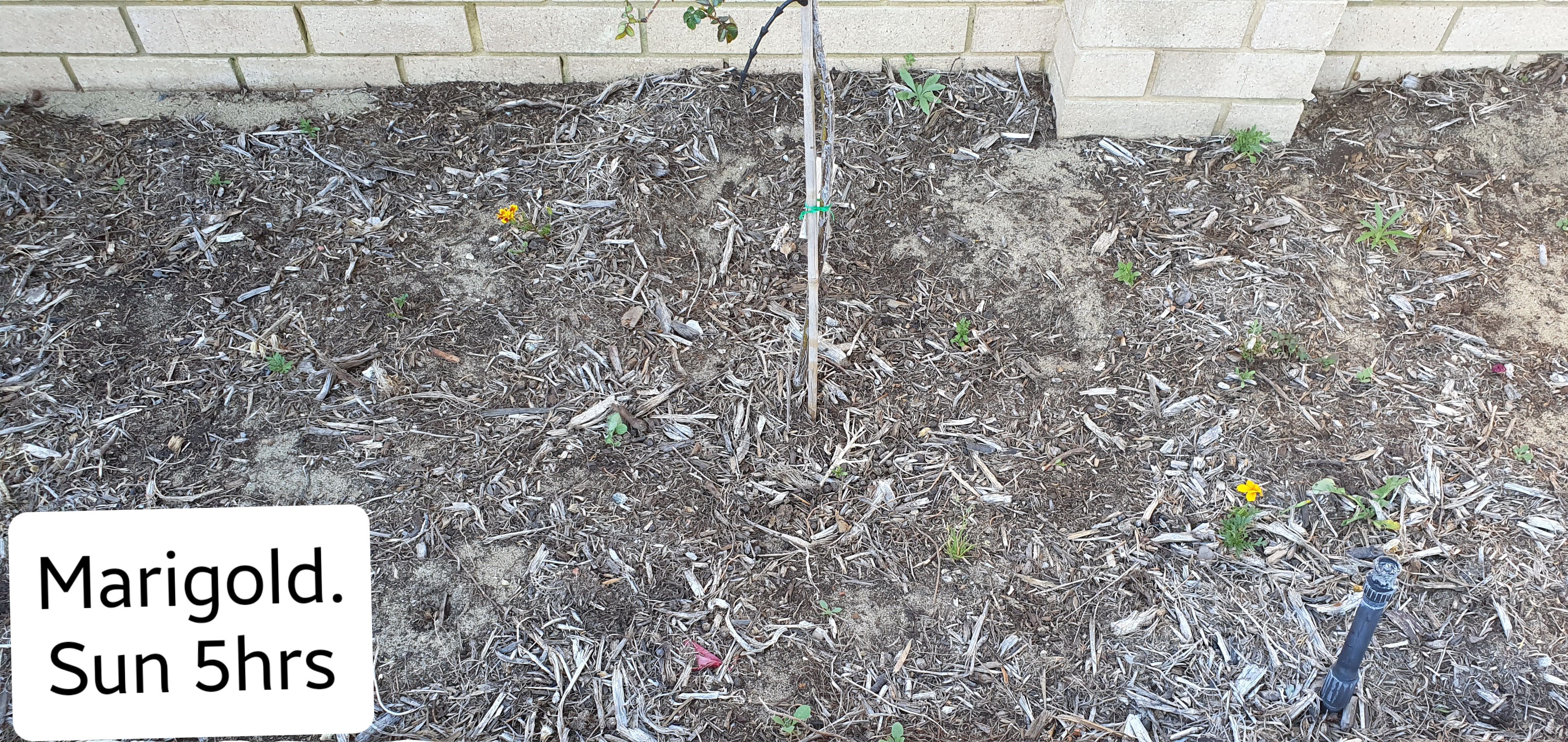 How to maintain my sandy garden | Bunnings Workshop community