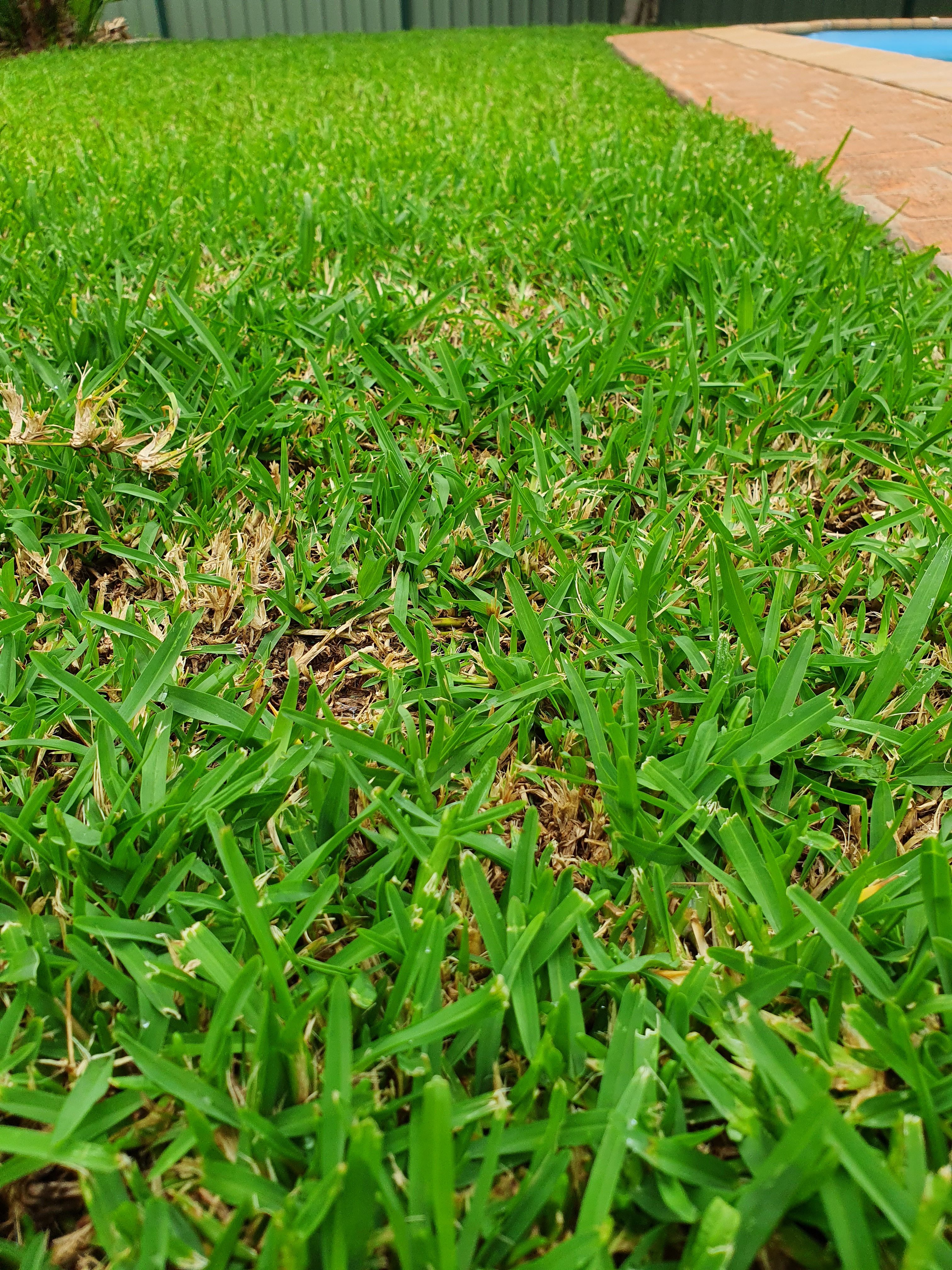 How to identify grass or lawn type? - Page 6 | Bunnings Workshop community