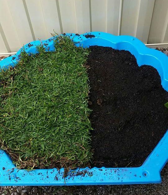 Dog digging patch | Bunnings Workshop community