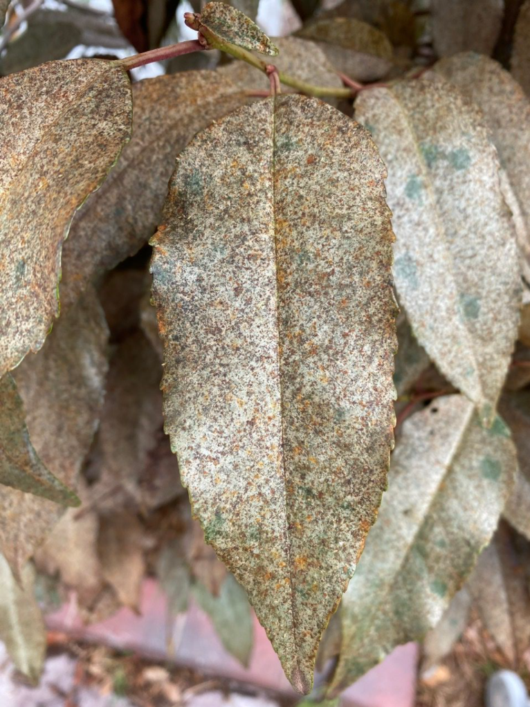 Treatment for sick Lilly Pilly? | Bunnings Workshop community