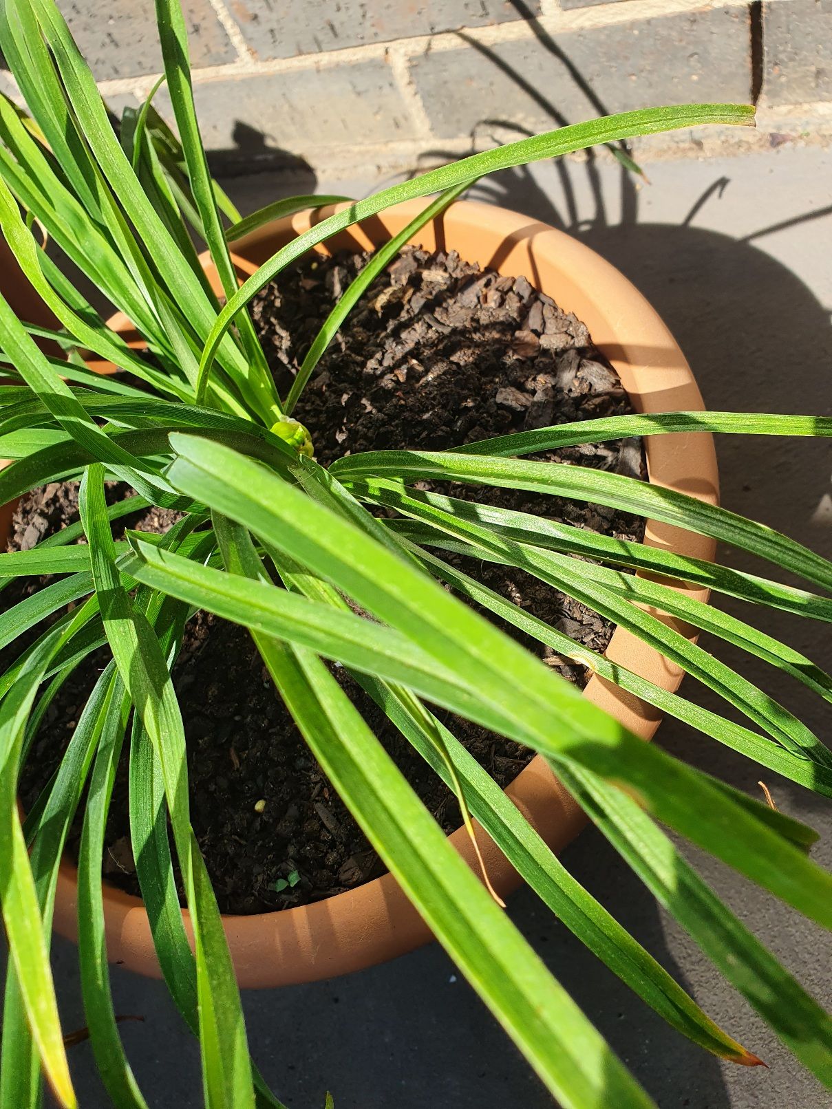 Spider mites? | Bunnings Workshop community