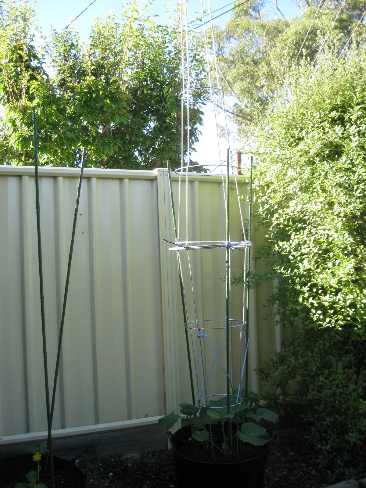 Growing Cucumbers Vertically using my n... | Bunnings Workshop community
