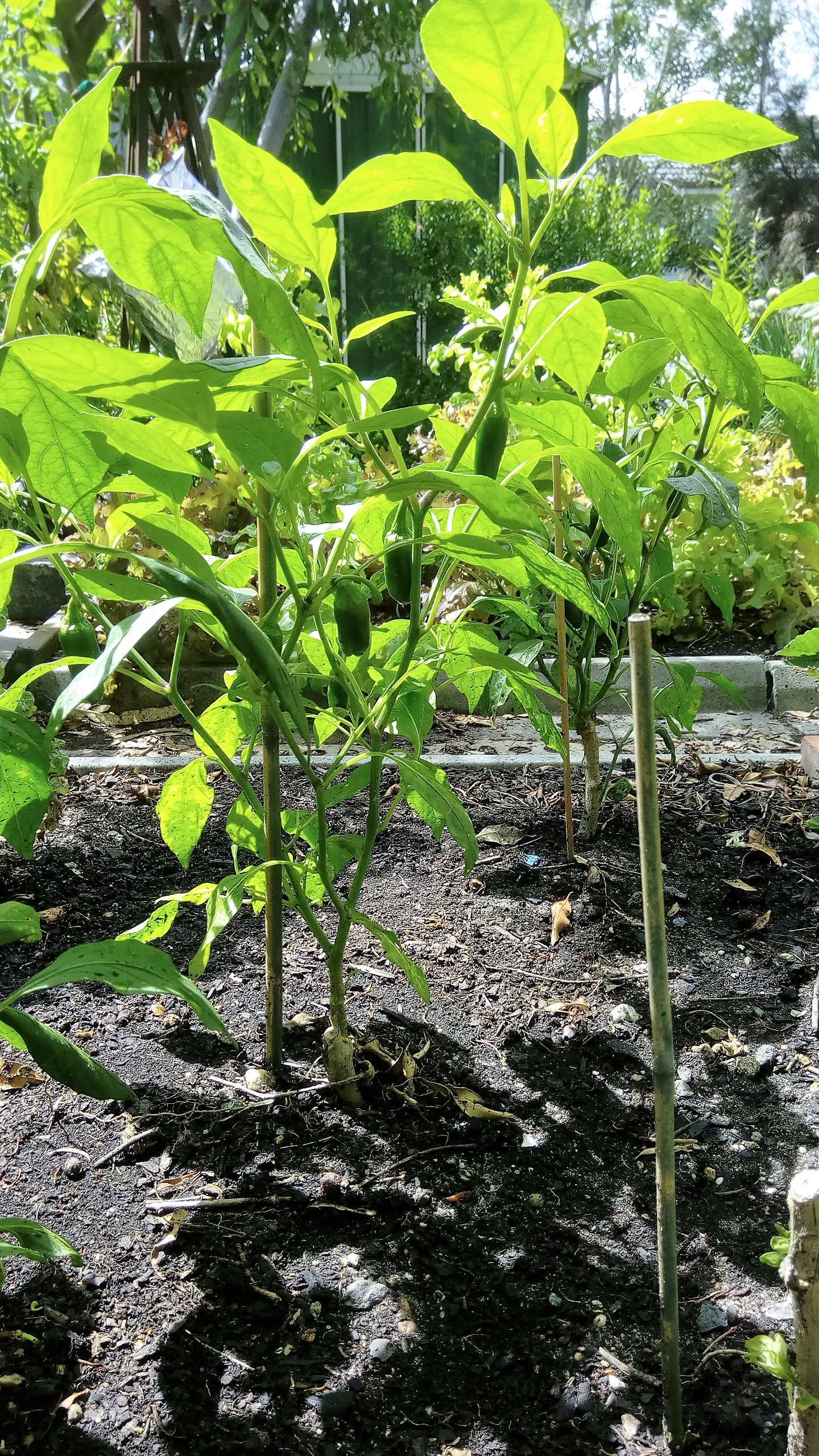 Solved: Growing and caring for chilli plants | Bunnings Workshop community
