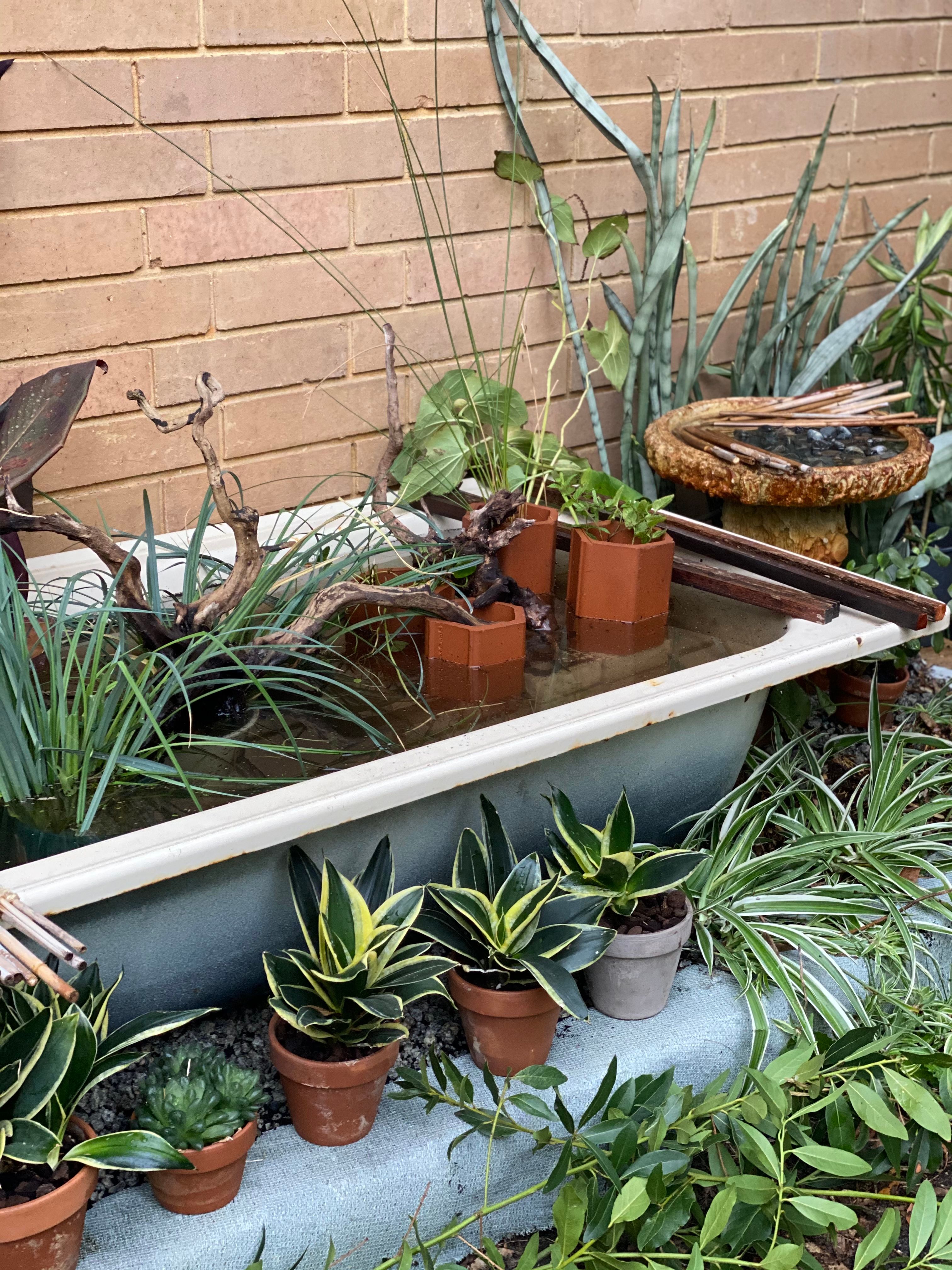How to make a frog pond in your garden | Bunnings Workshop community