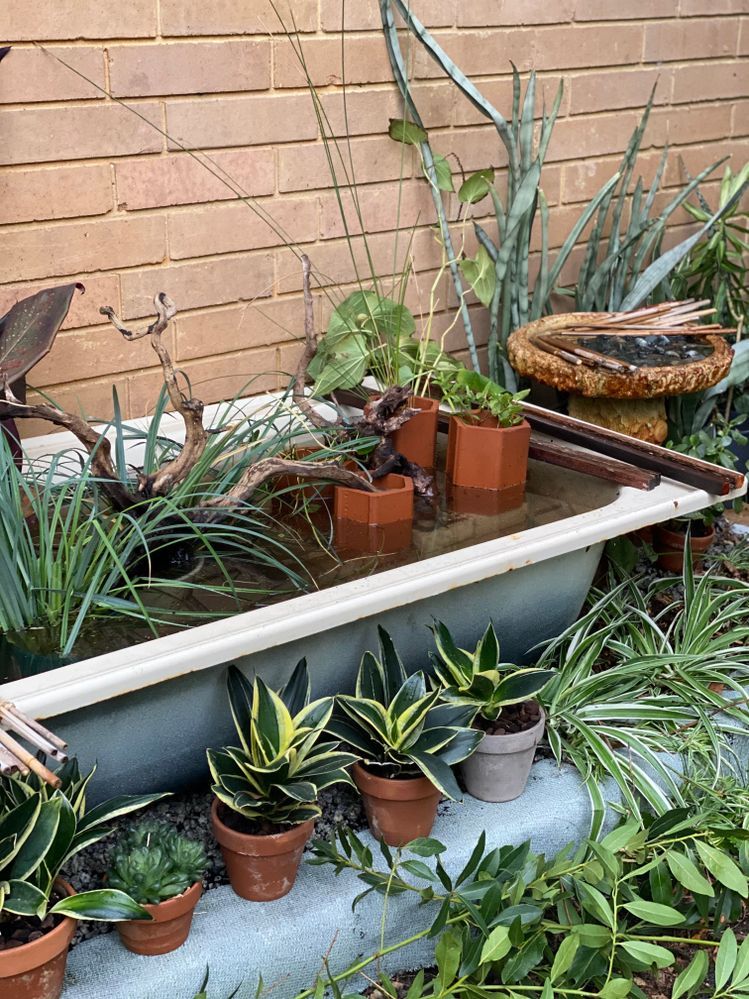 How to make a frog pond in your garden | Bunnings Workshop community