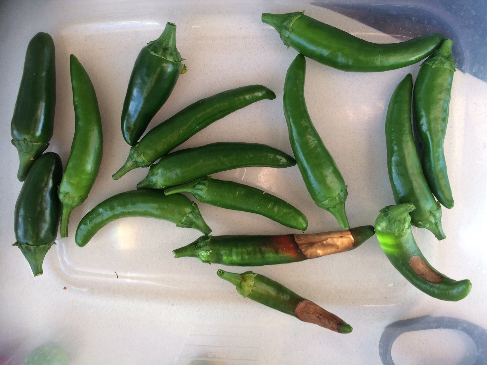 Solved: Growing and caring for chilli plants | Bunnings Workshop community