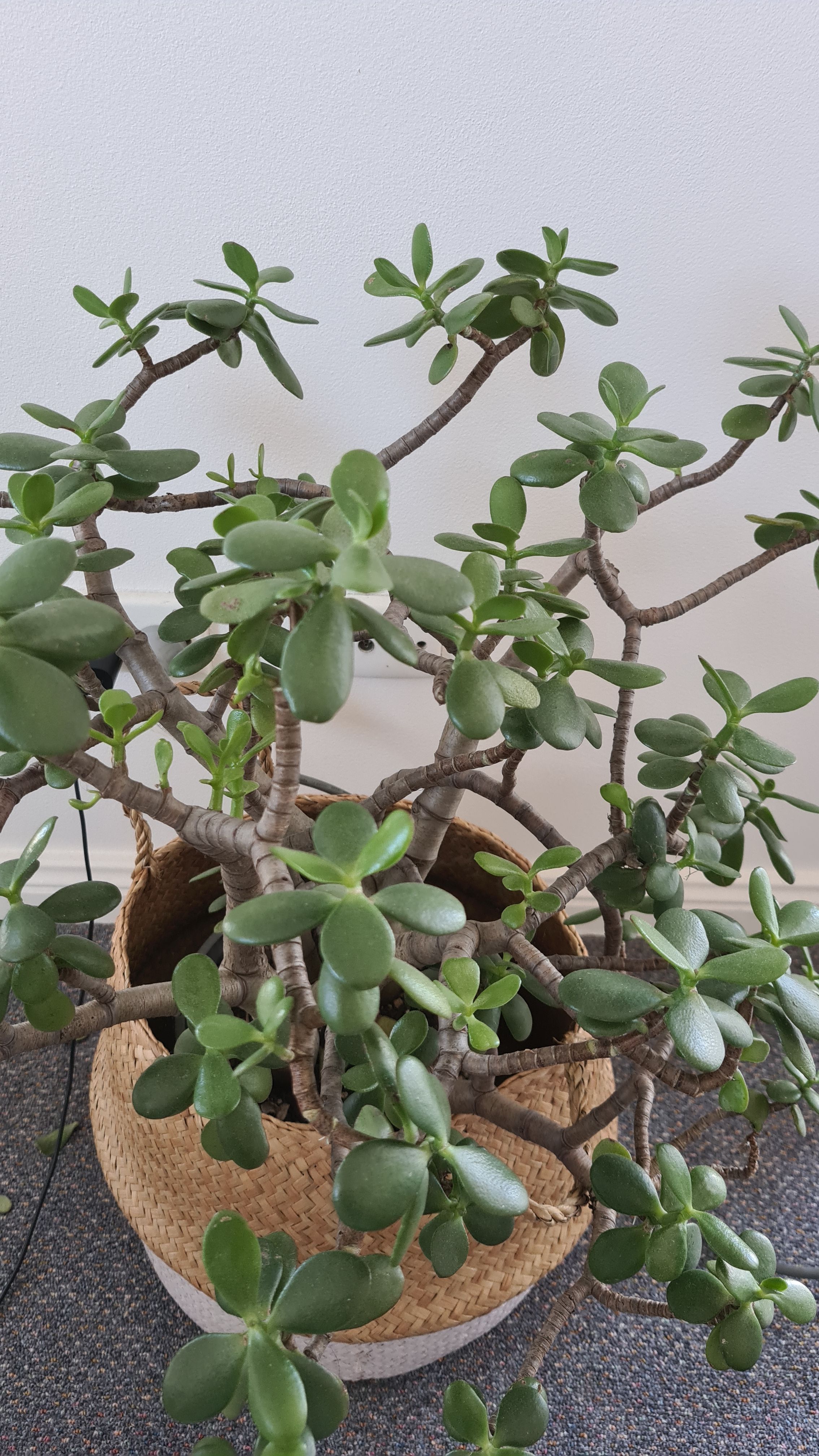 Jade Plant Root Rot: Causes, Symptoms, and Solutions – planterhoma