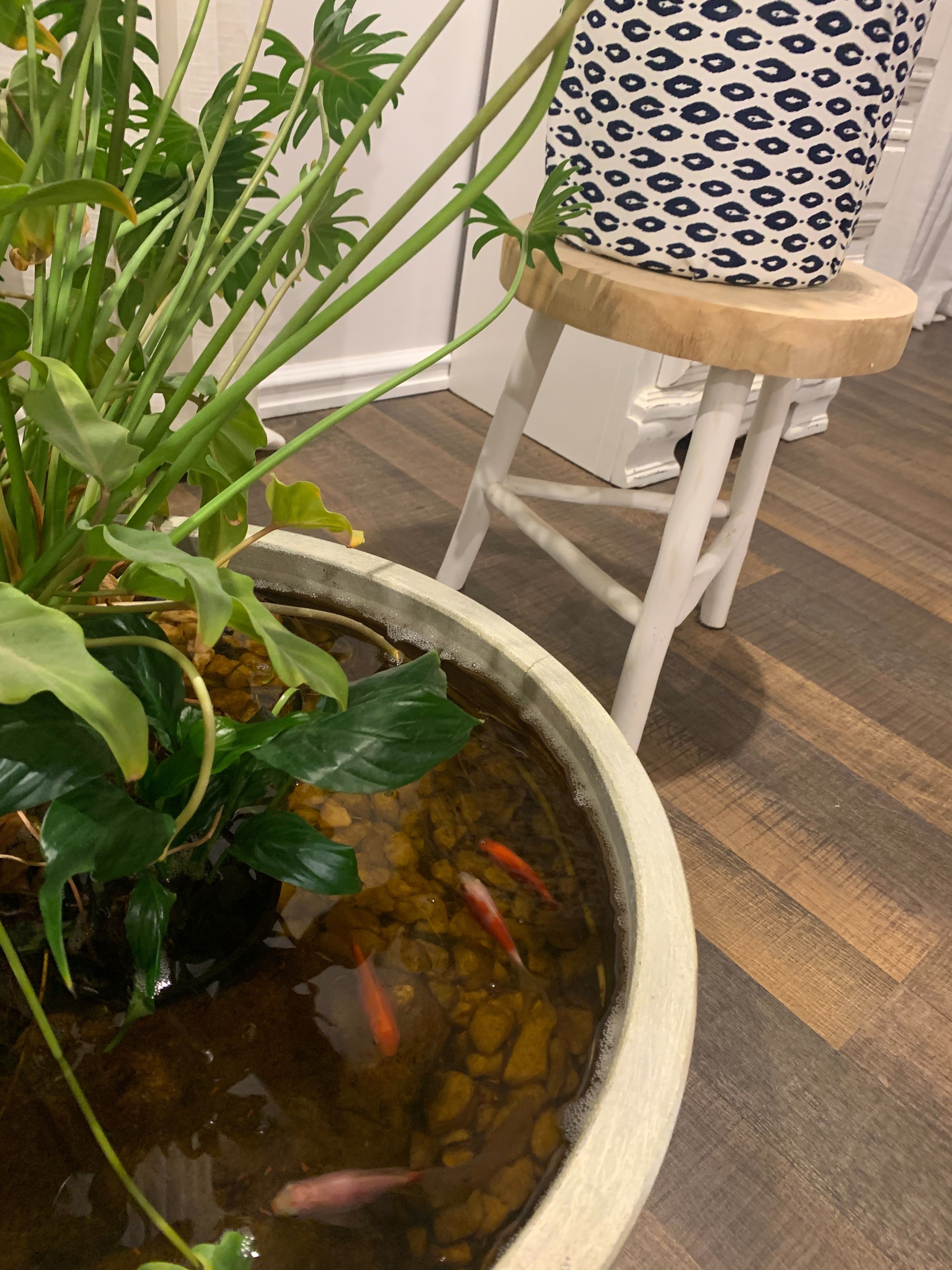 A lovely DIY indoor pond | Bunnings Workshop community