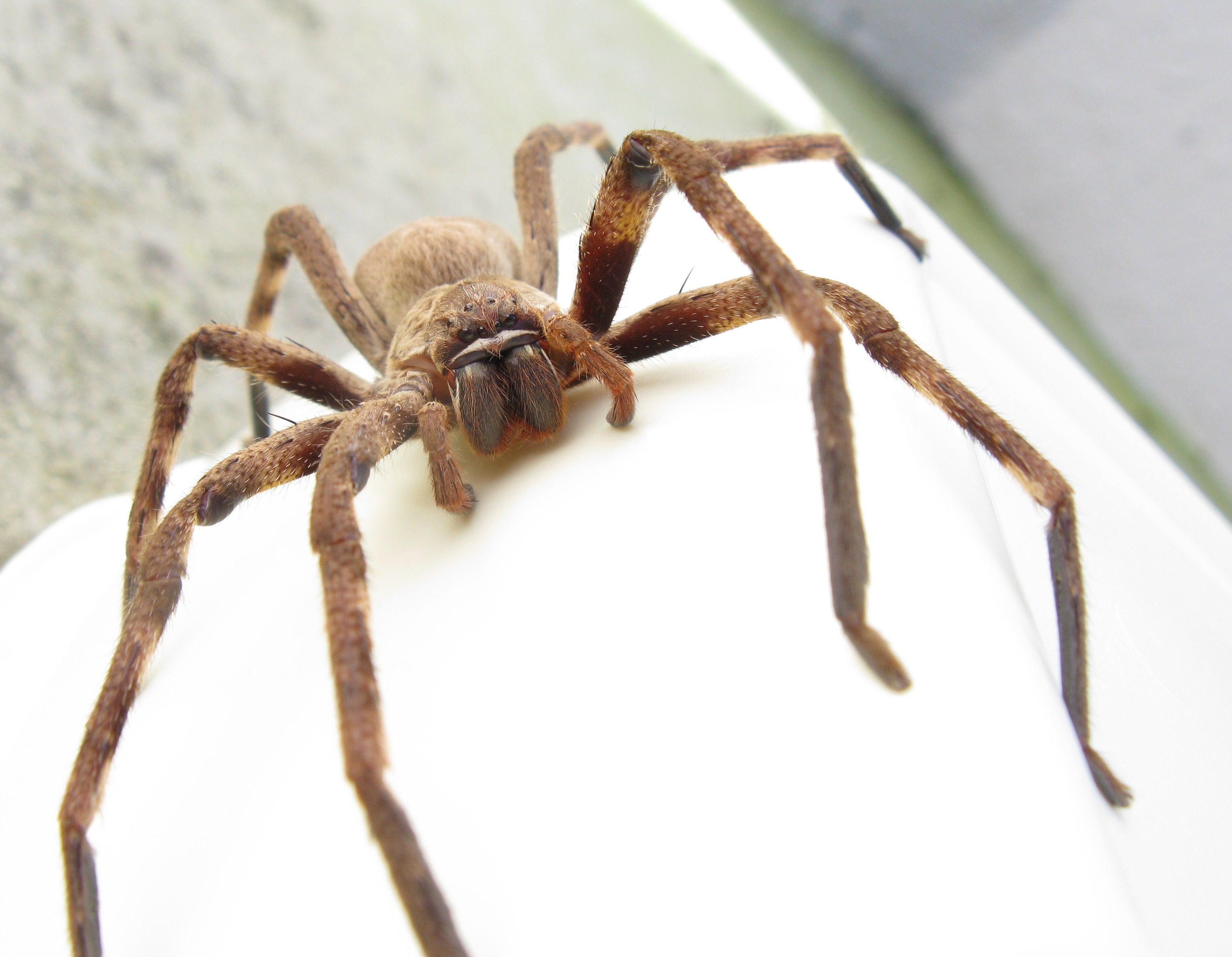 How do you deter spiders from your home? | Bunnings Workshop community