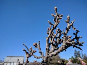 Apple tree not blossoming | Bunnings Workshop community
