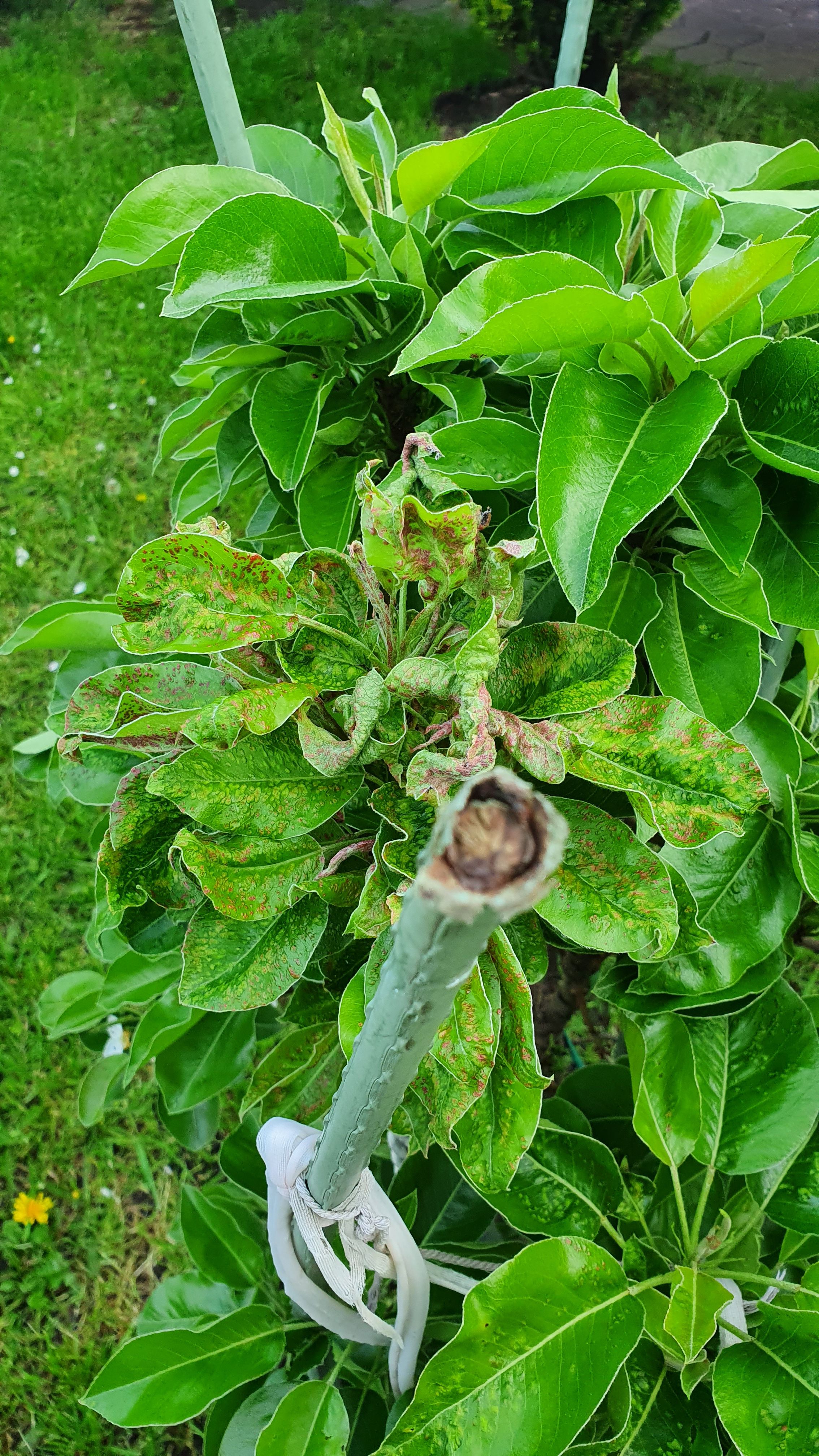 How to stop fruit tree disease from spre... | Bunnings Workshop community
