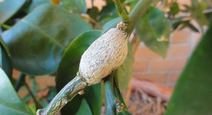 How do you remove gall wasp from a lemon... | Bunnings Workshop community