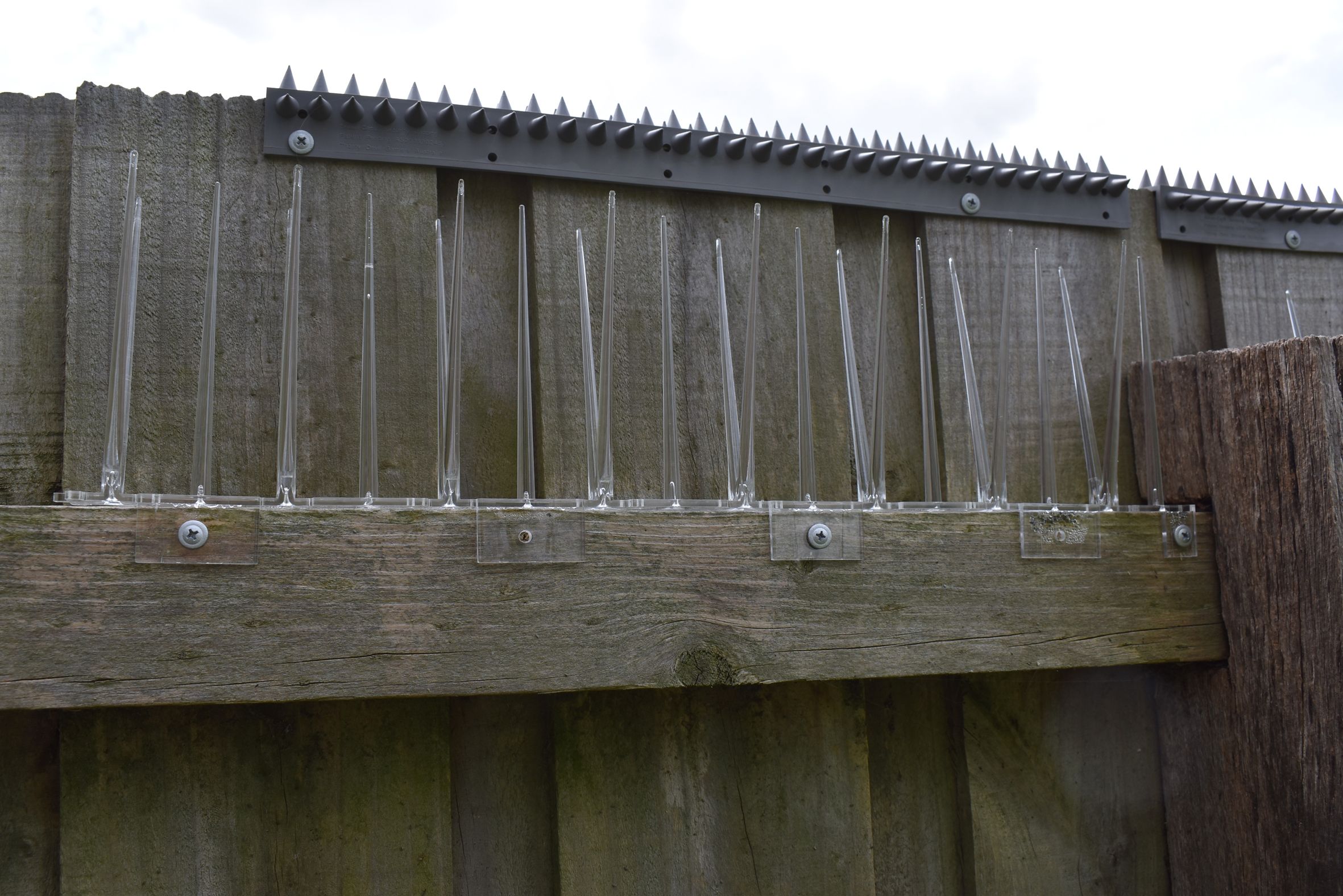 Your tips for keeping possums away | Bunnings Workshop community