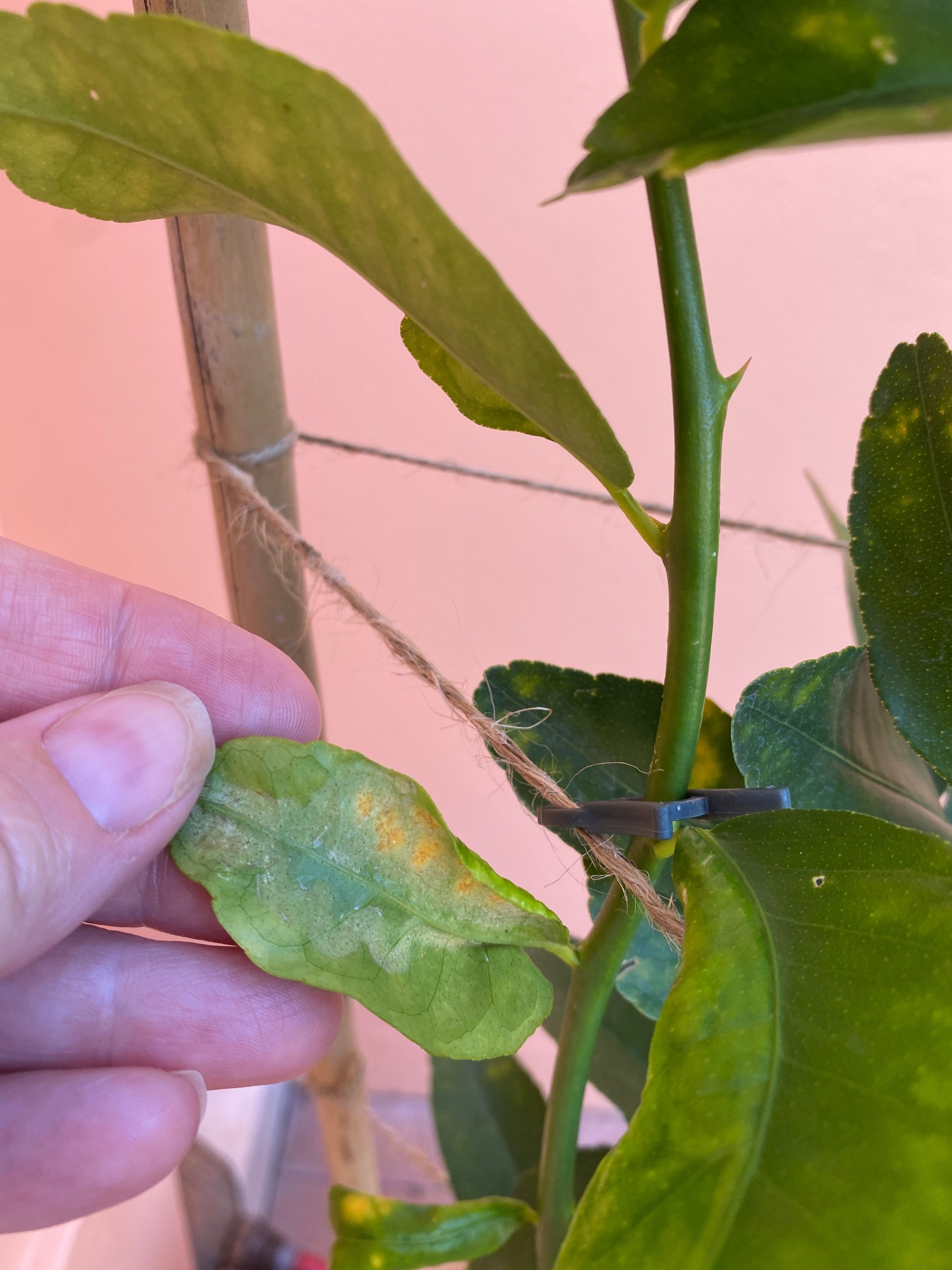 Lime Tree - Leaf curl | Bunnings Workshop community
