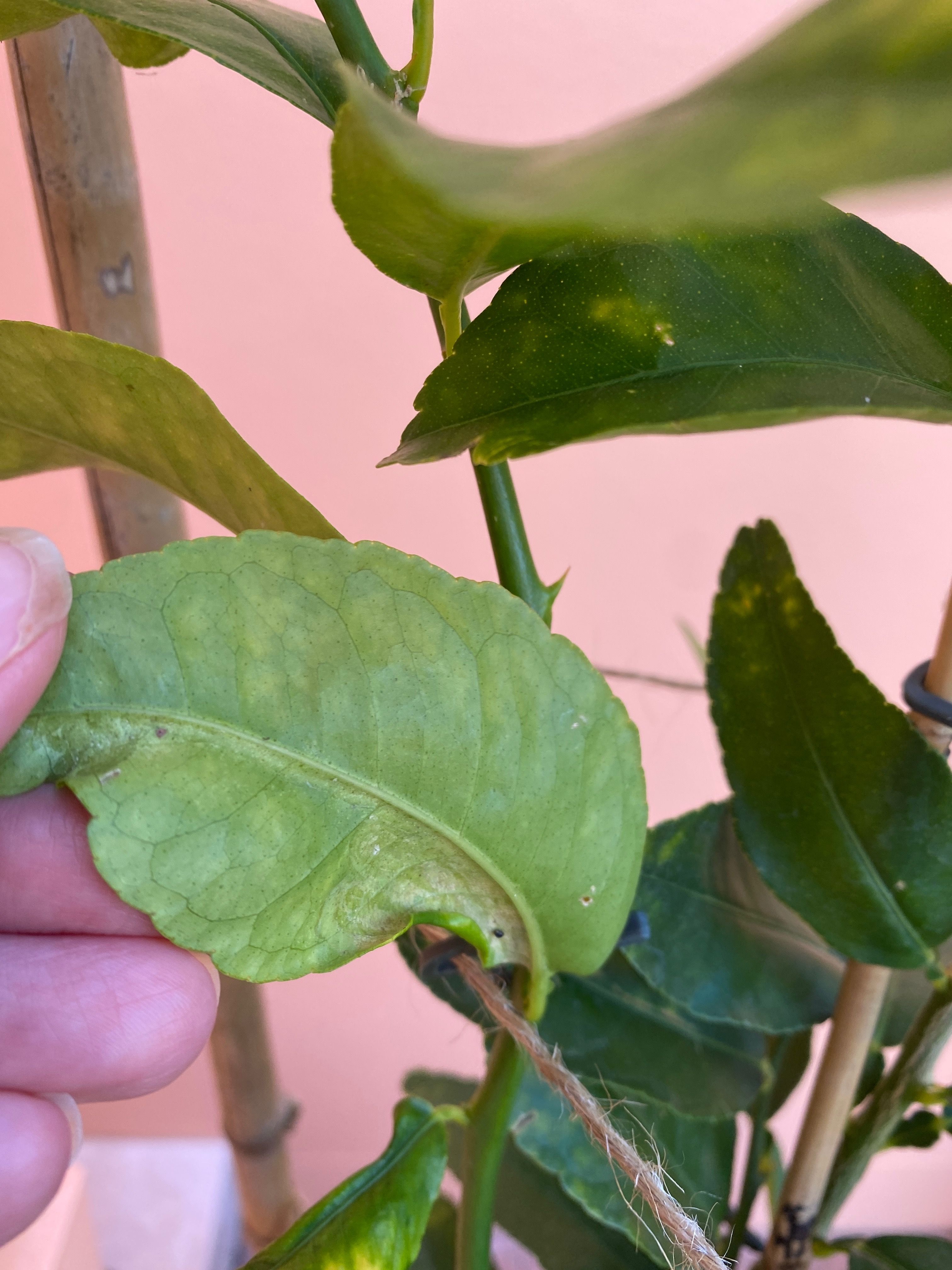 Lime Tree - Leaf curl | Bunnings Workshop community