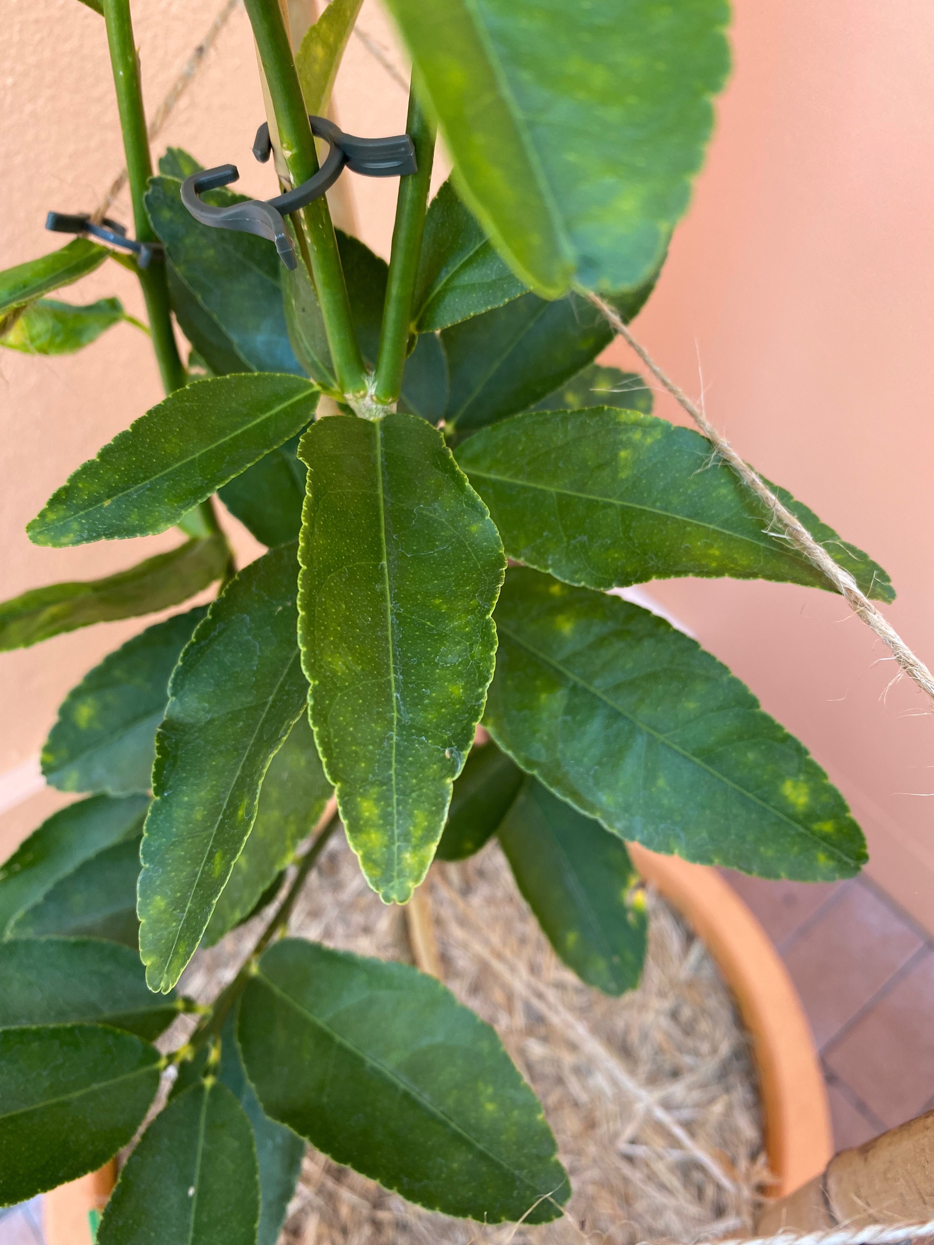 Lime Tree - Leaf curl | Bunnings Workshop community